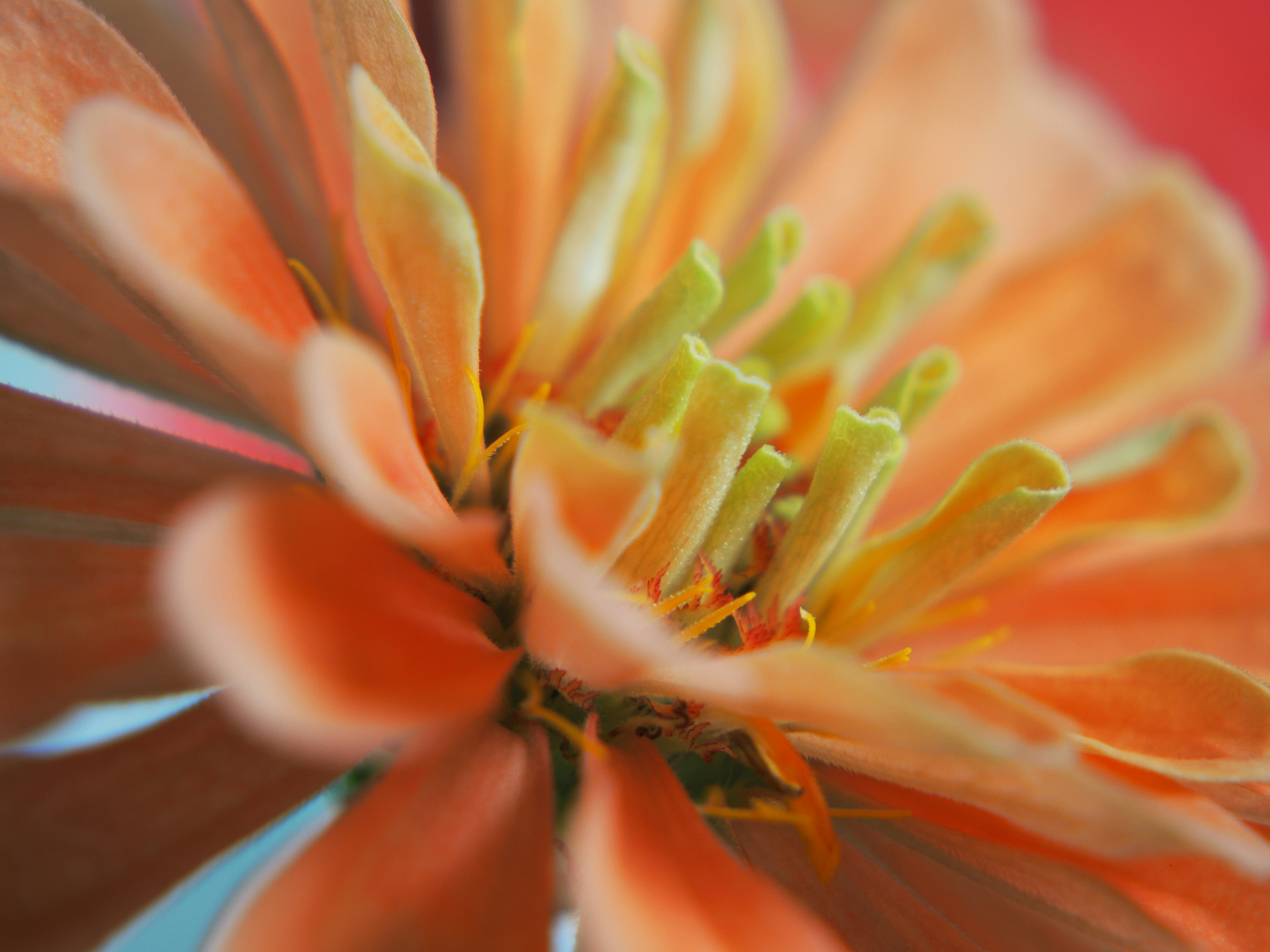 Blooming Burst: Close-Up of Orange Petals and Green Stamens