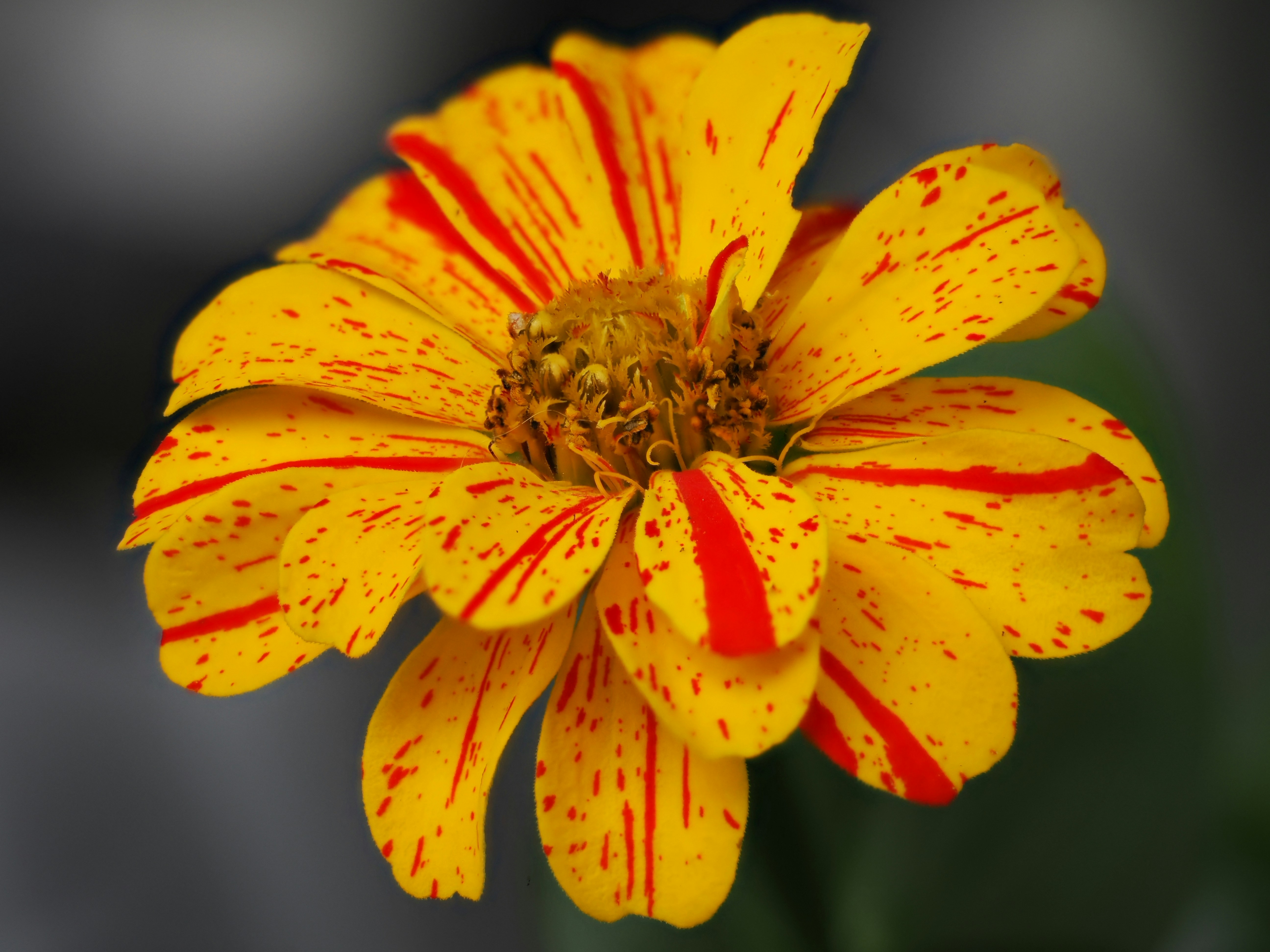 Yellow Blush: Stripes of Sunlight on a Painted Petal