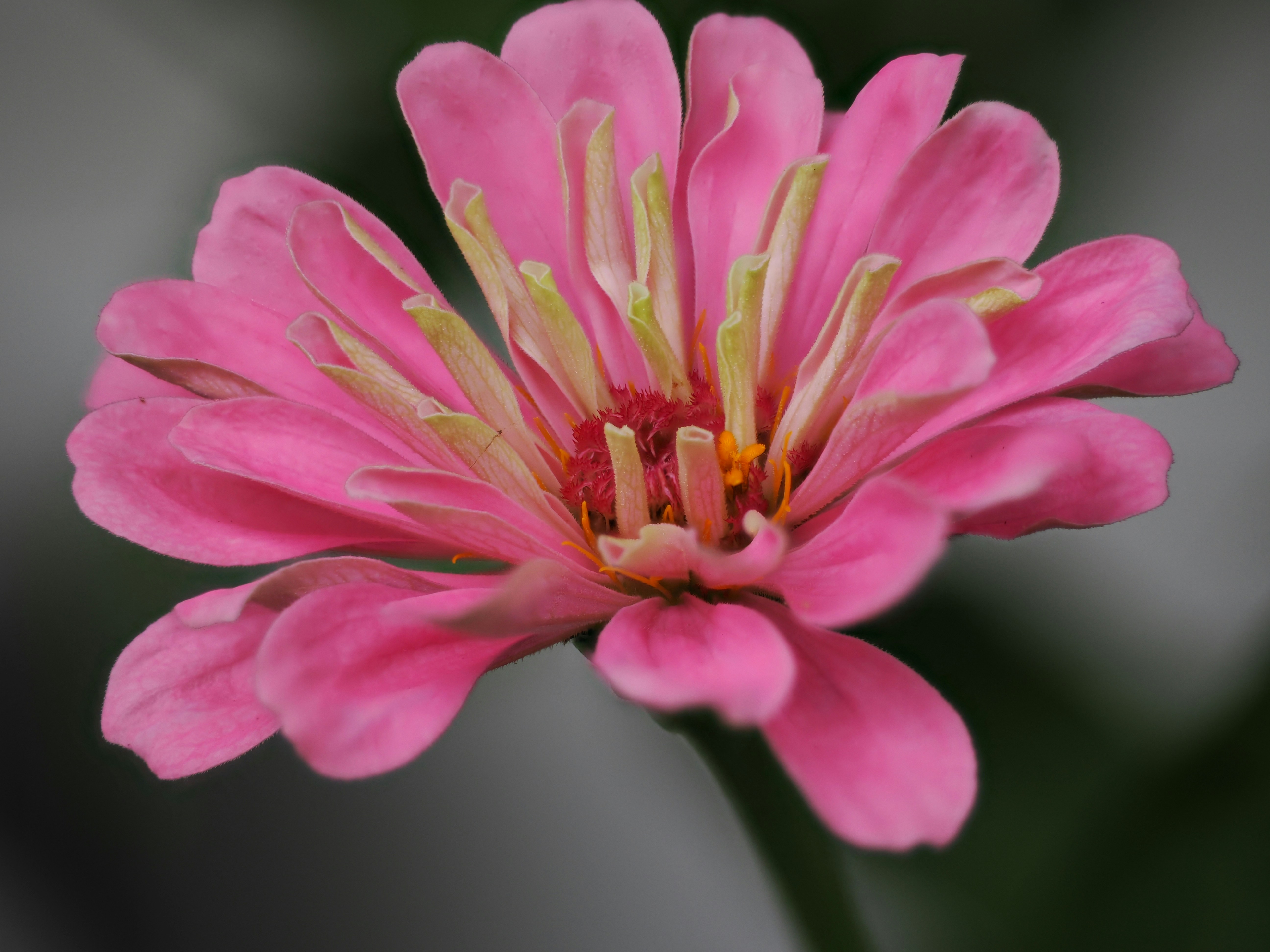 Pink Zinnia in Close-Up: Delicate Petal Lanterns and Prominent Reproductive Structures