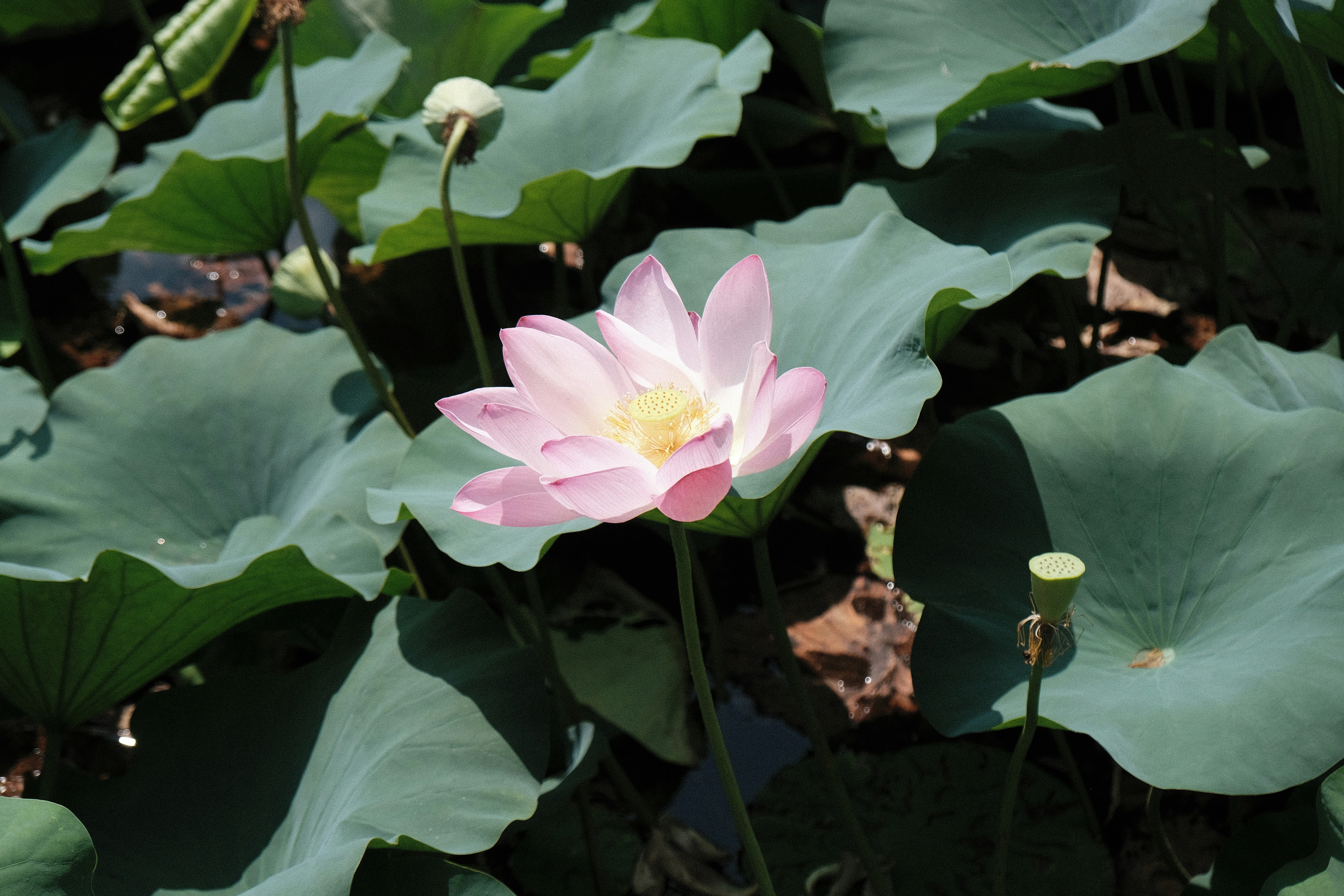 Pink Lotus Lantern in a Sea of Leaves
