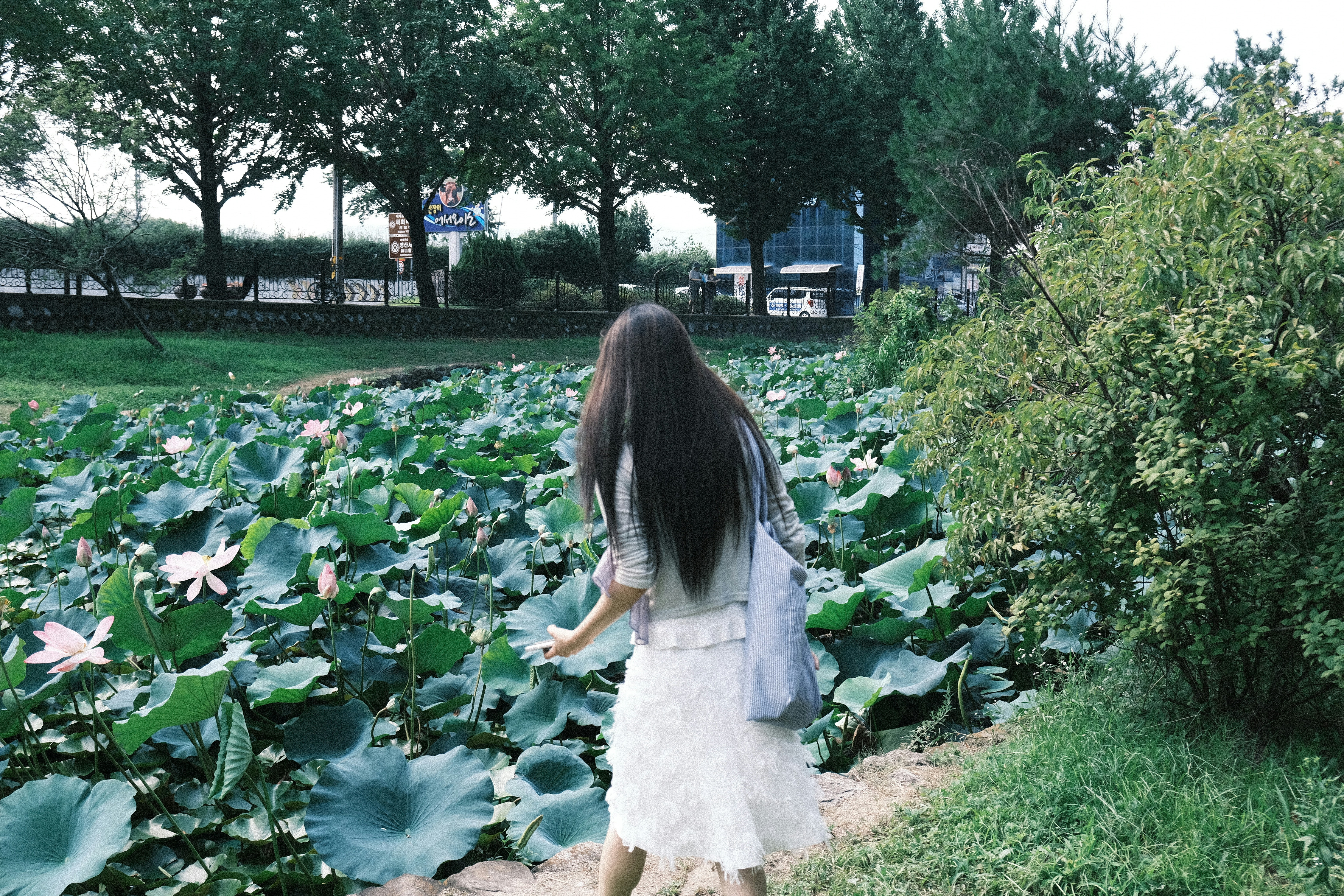 Whispering Walk by the Lily Pool