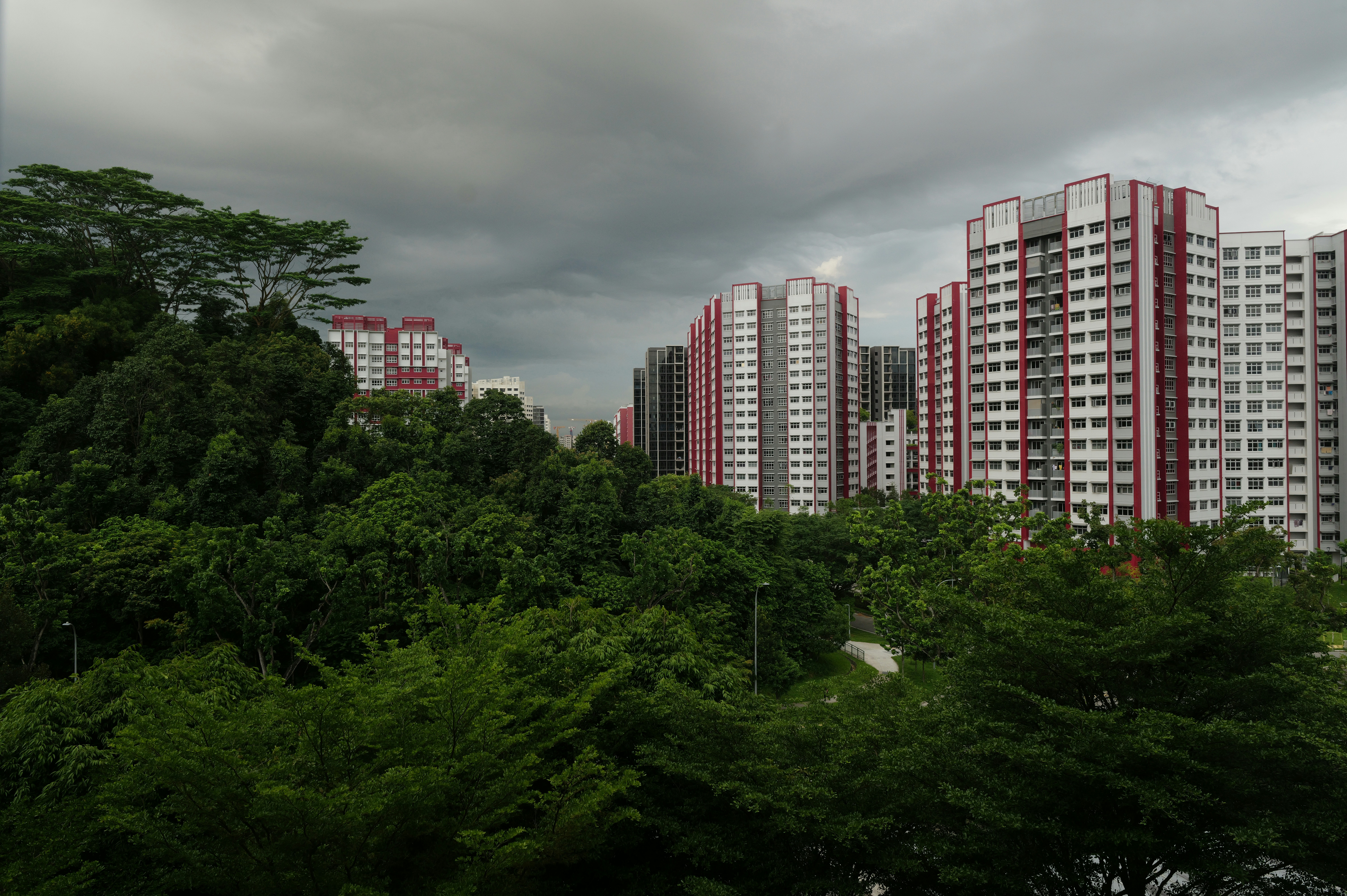 Urban canopy meets concrete giants: a forest edge framed by residential towers
