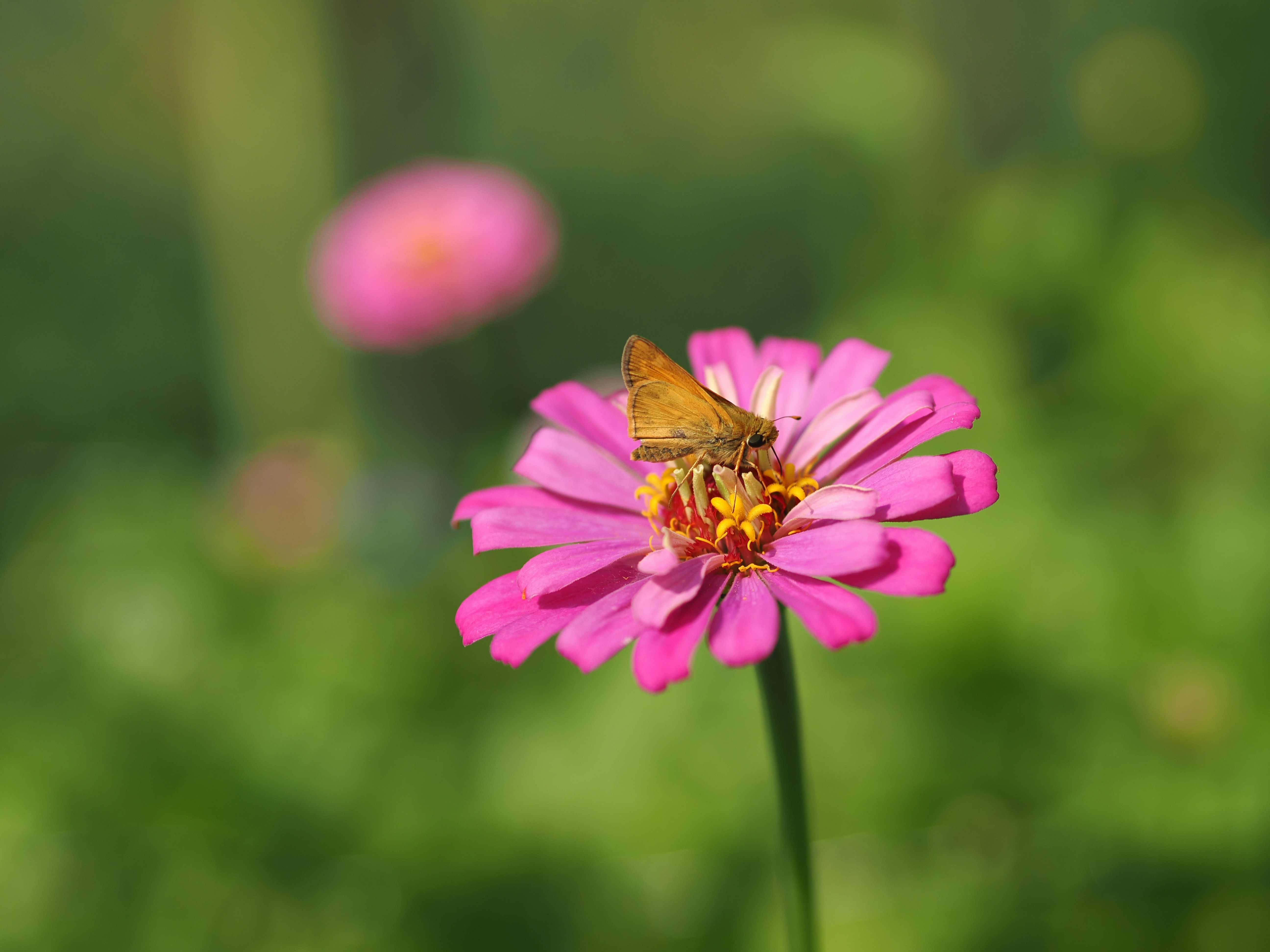 Pink Zinnia at Rest: A butterfly’s tiny moment