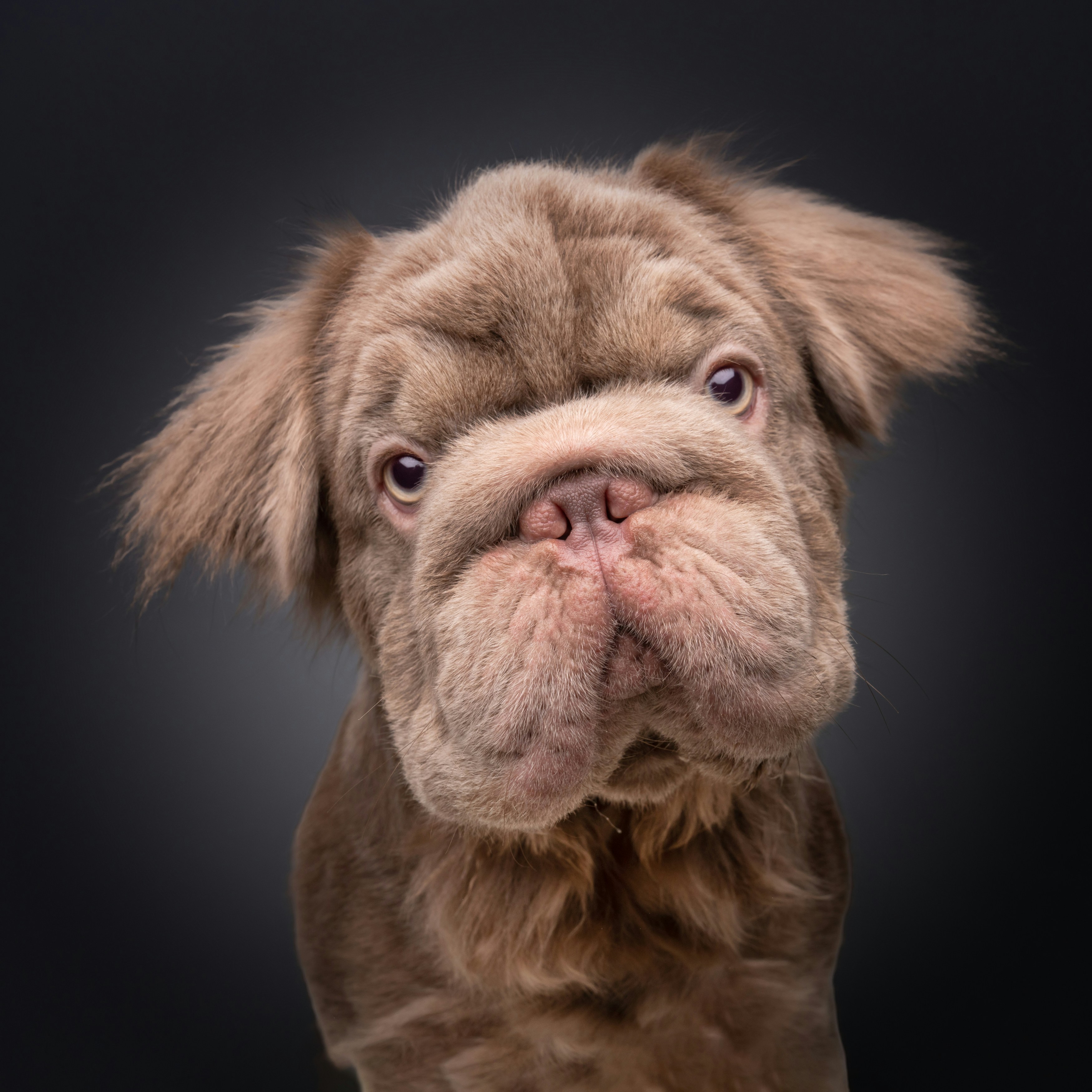 Curious Pup: a close-up of a brown bulldog in soft studio light