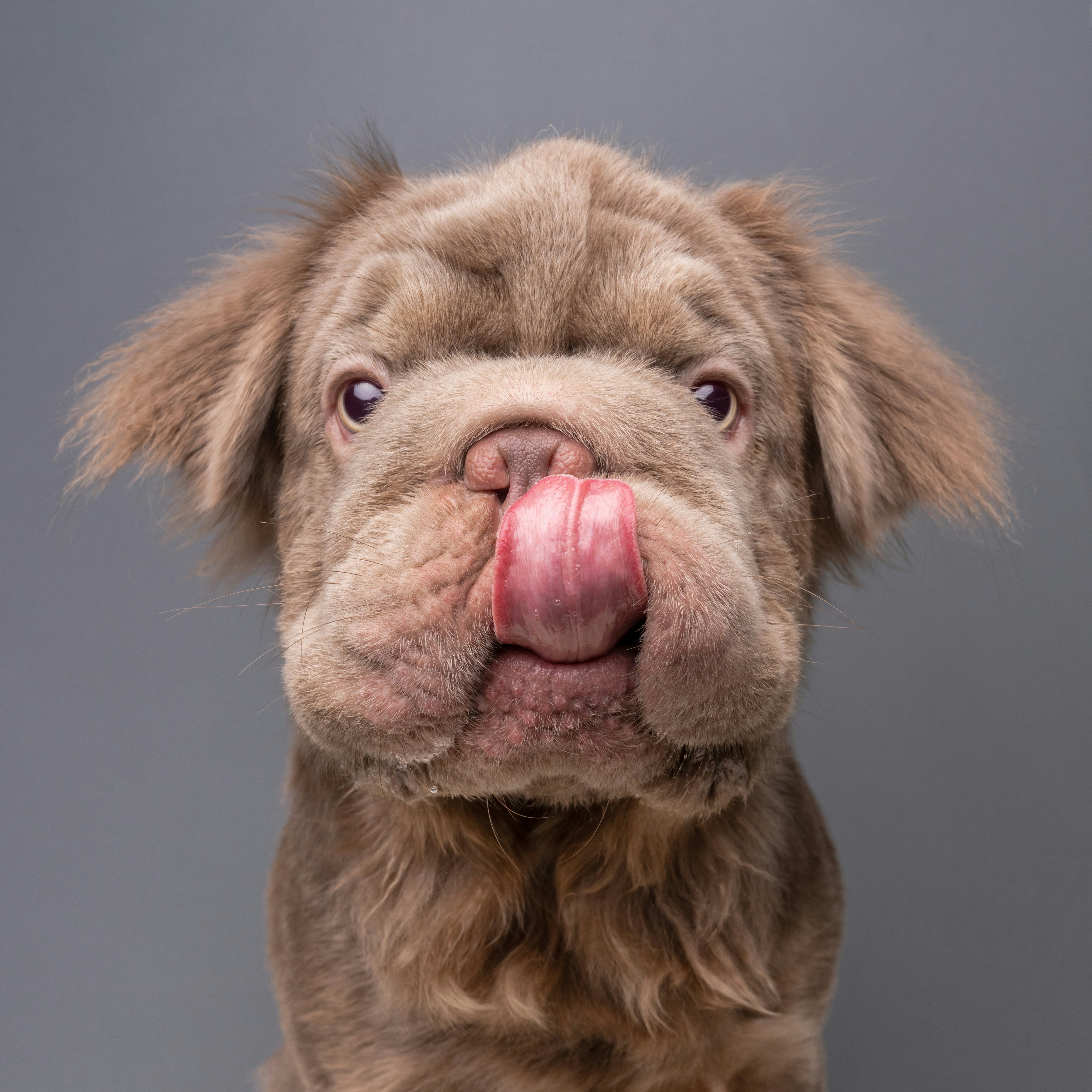 Lip-Licking Pup: a Fluffy Brown Companion front and center