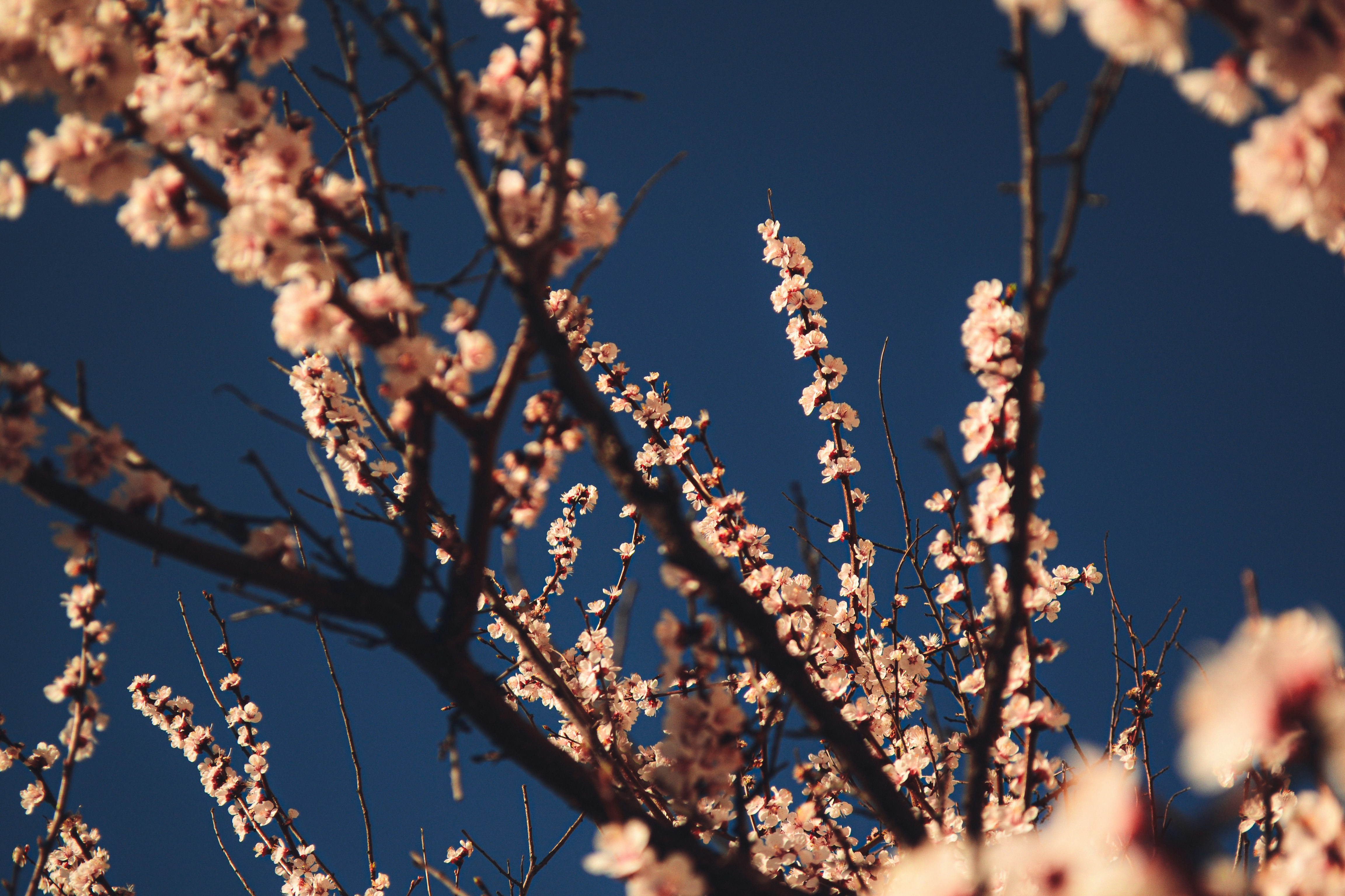 Blue-sky Bloom: Cherry Blossoms Framing a Clear Winter Lightning