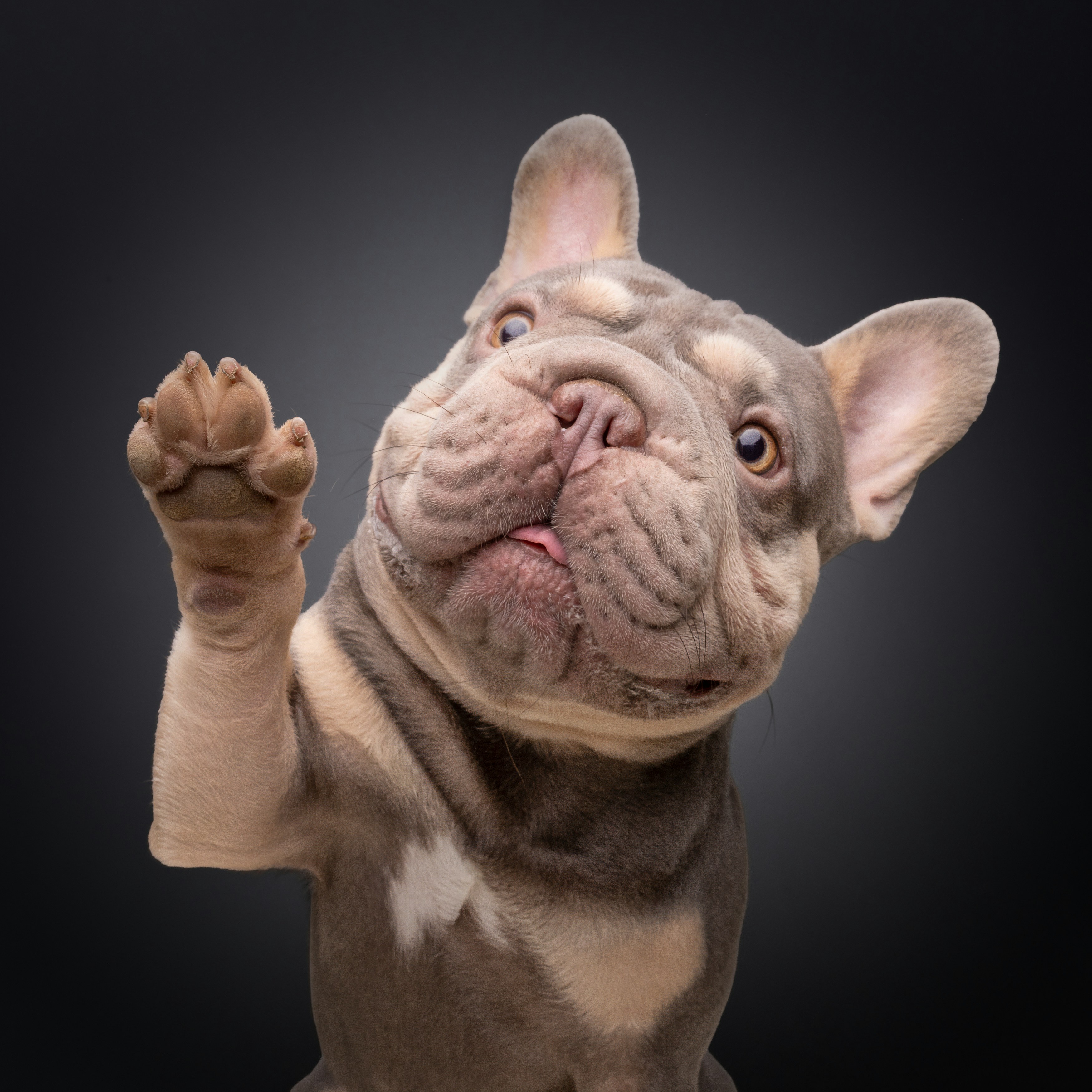 Close-up of a brindle French bulldog reaching a paw toward the camera against a dark studio backdrop. The pose emphasizes the face and raised paw with soft lighting.
