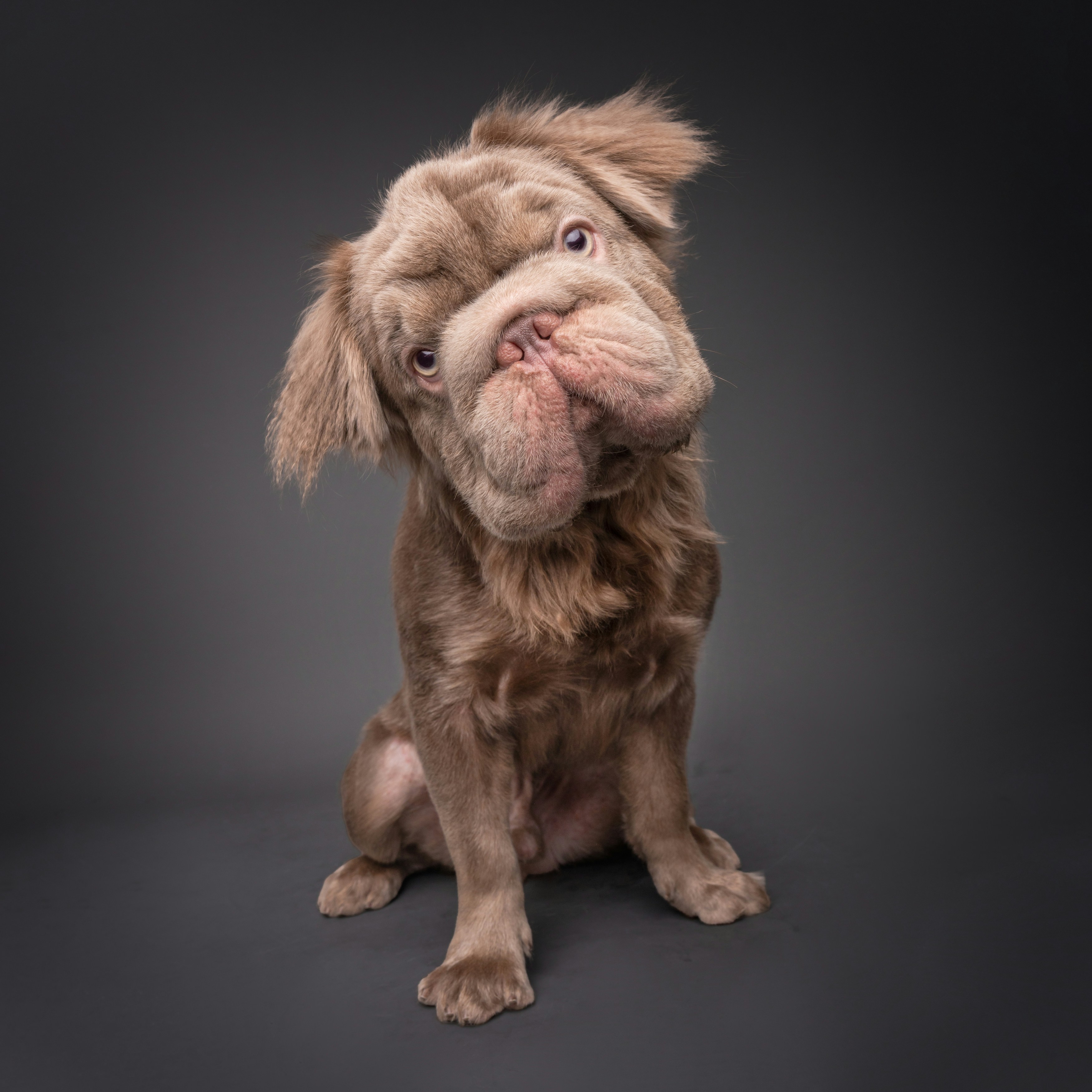Curious Tilt: A Puppy Perplexed by the Studio Light