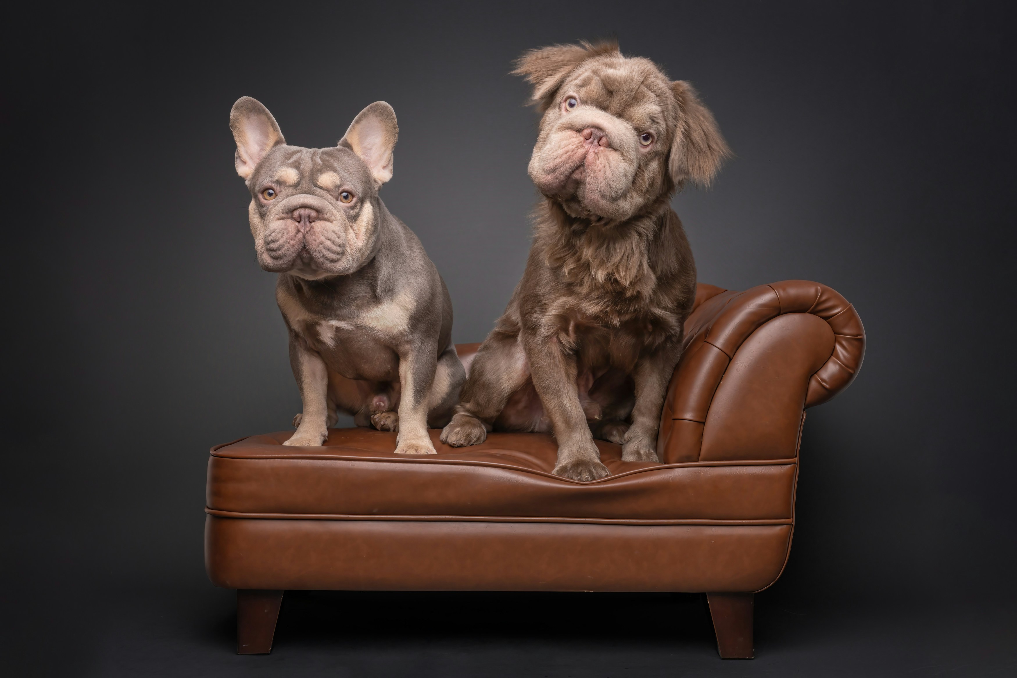Curious Duo on a Velvet Throne