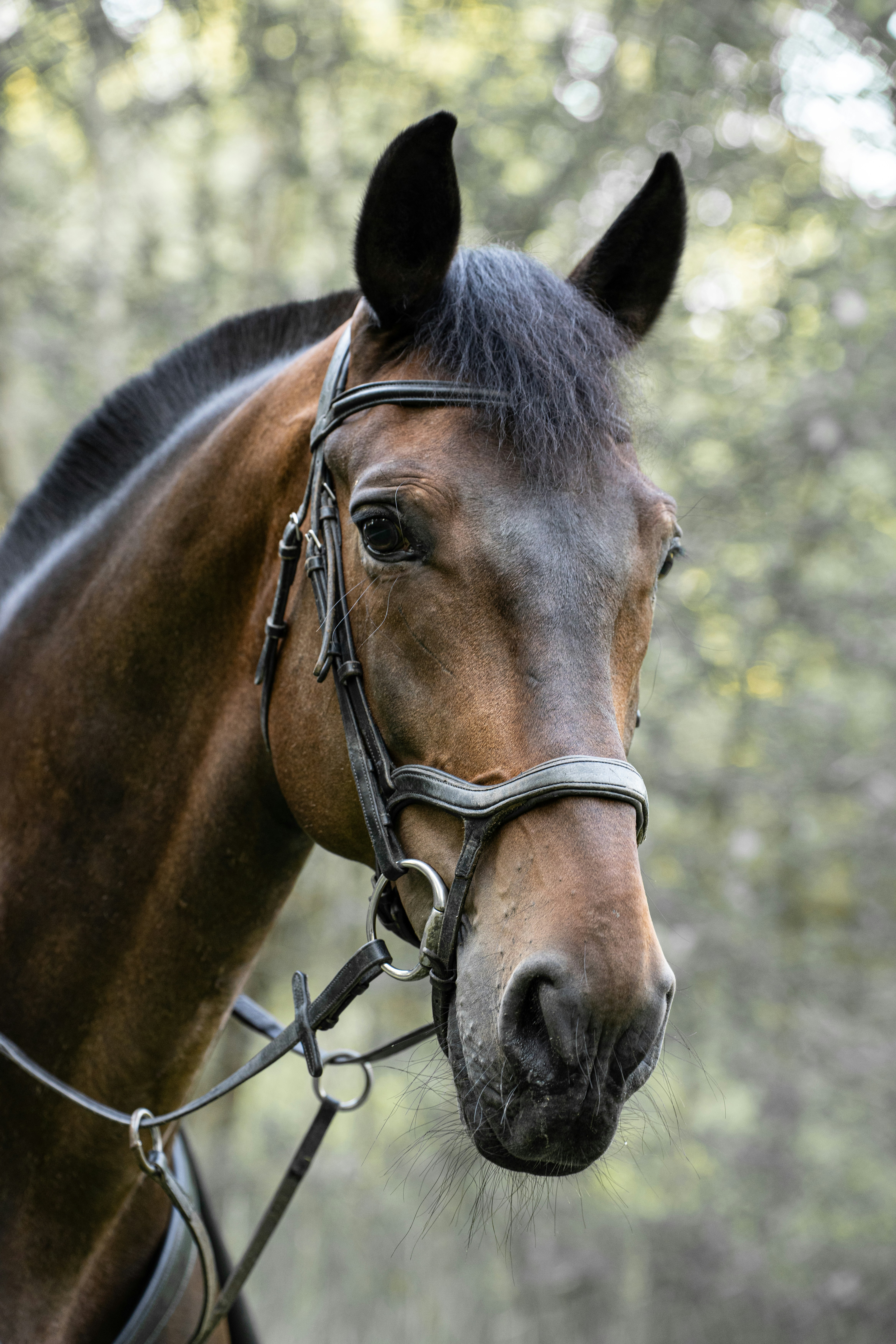 Close-up of a focused thoroughbred: bridle, a calm gaze in a sunlit paddock