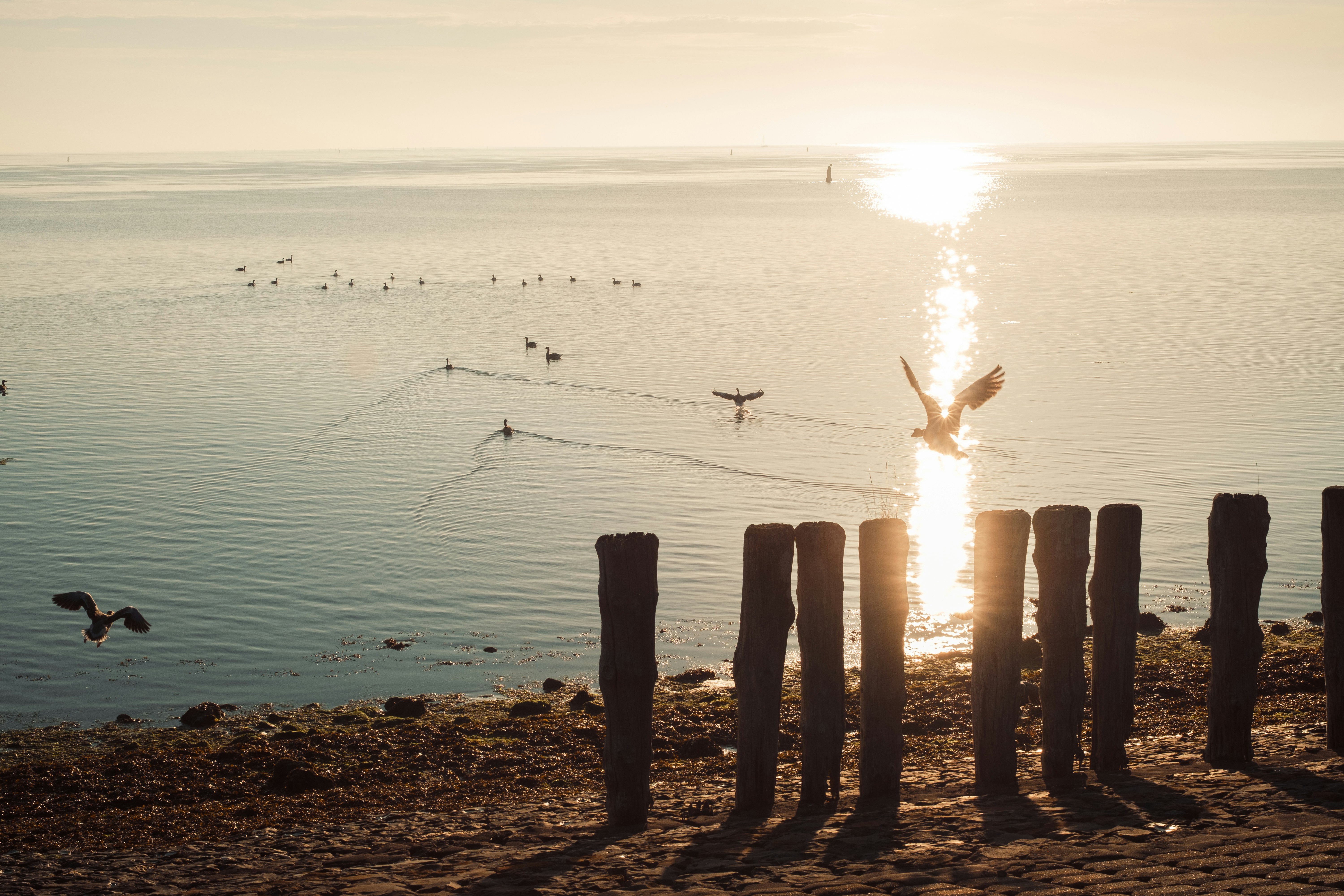 A perfectly timed coastal sunset capture in Zeeland featuring a goose taking flight, backlit by the brilliant golden glare of the setting sun reflecting across calm waters. Wooden breakwater posts anchor the foreground, casting long shadows across the shore while wild birds glide along the serene tide.