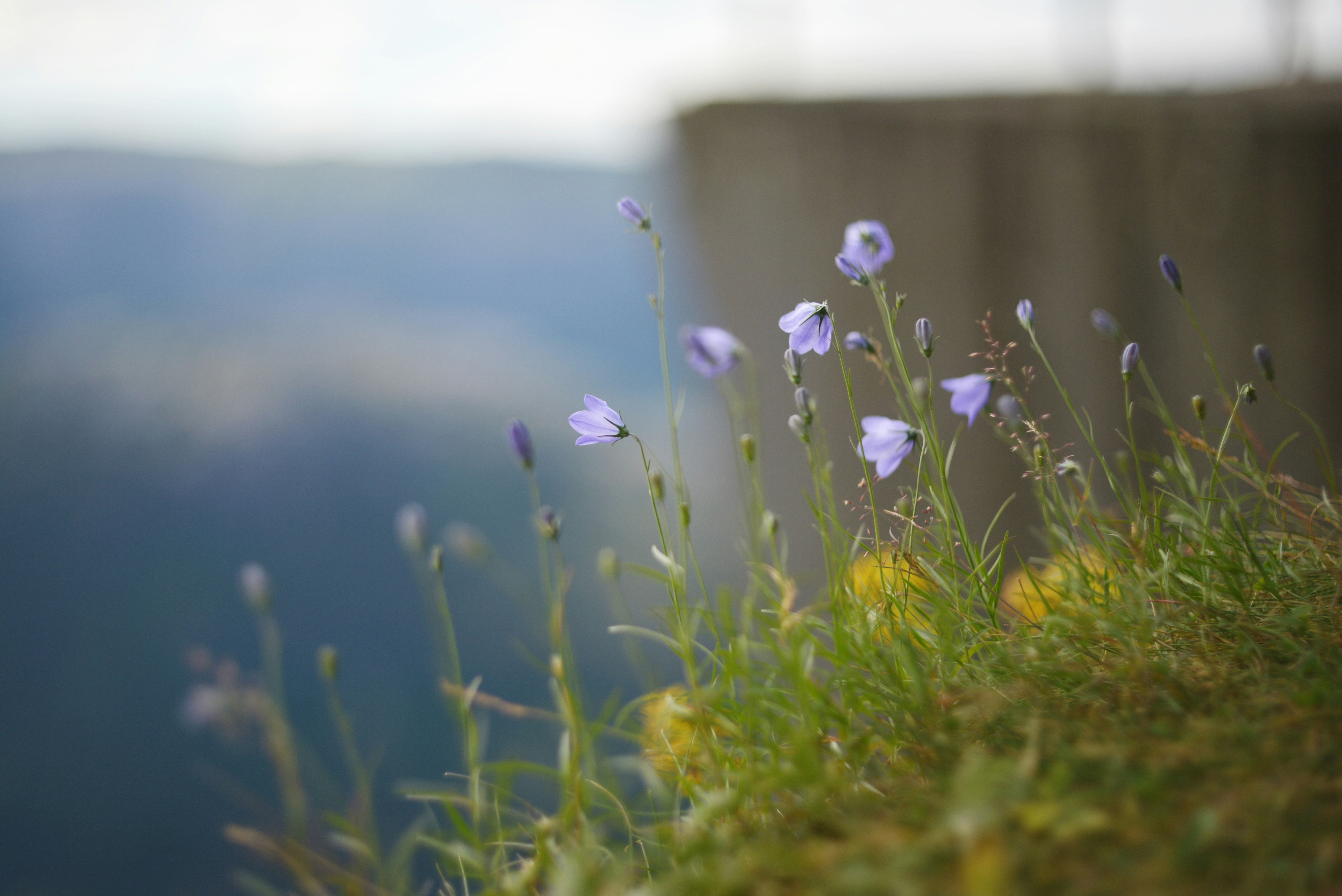 Blue-petal wildflowers at the cliff's edge with a distant valley