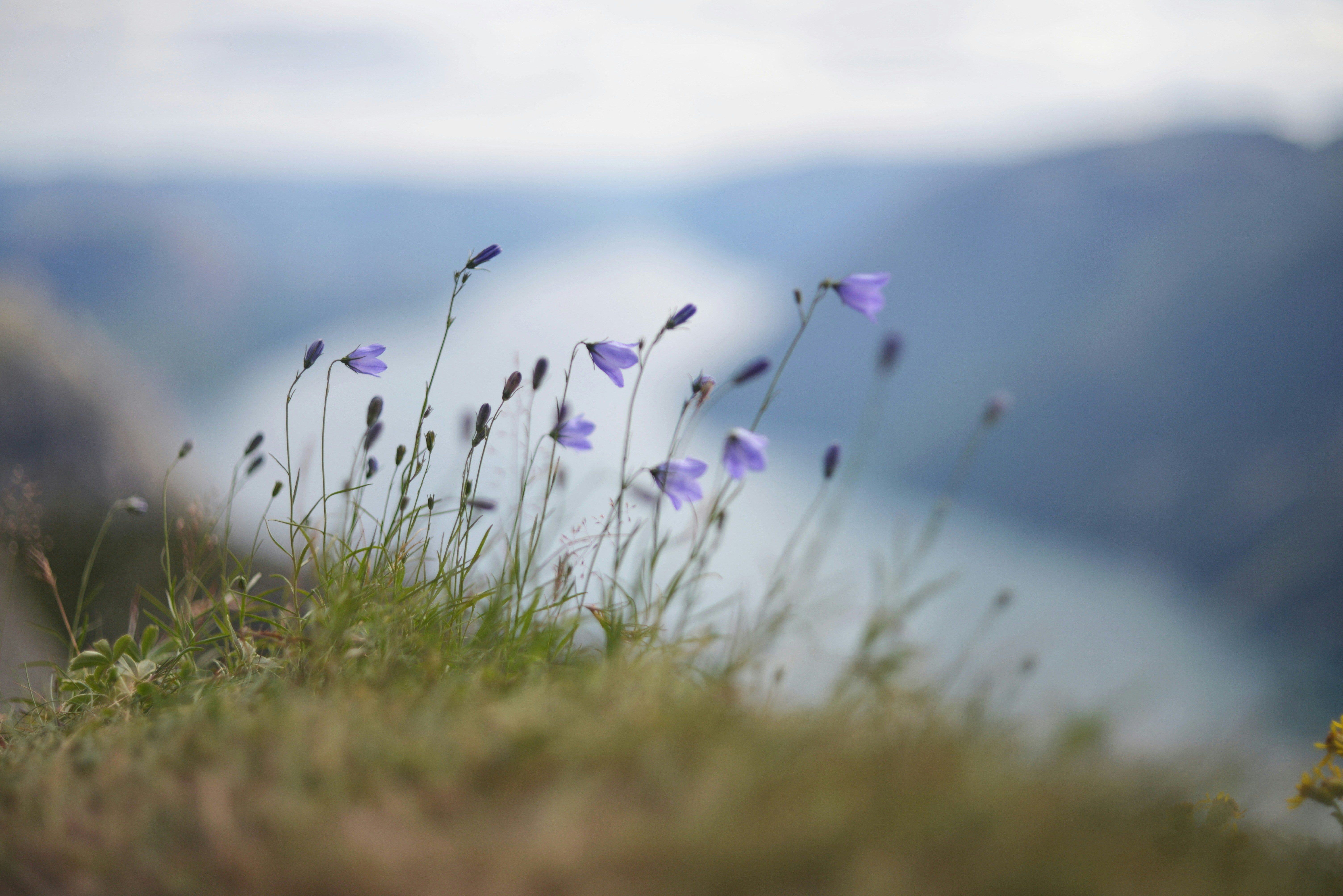 Gentle Wildflowers Lean into a Misty Panorama