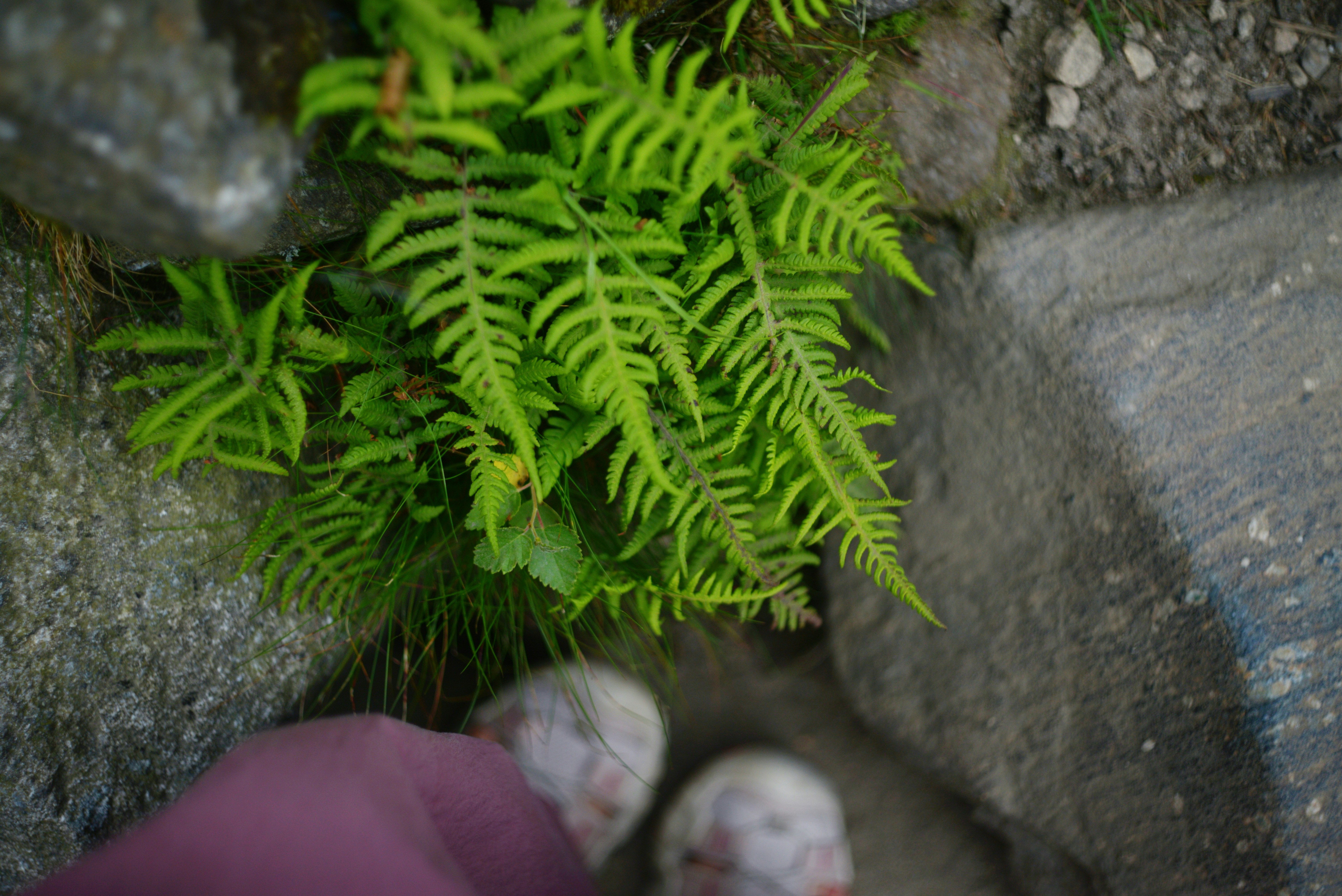 Emerald Fern Folds: A Delicate Edge of Stones and Steps