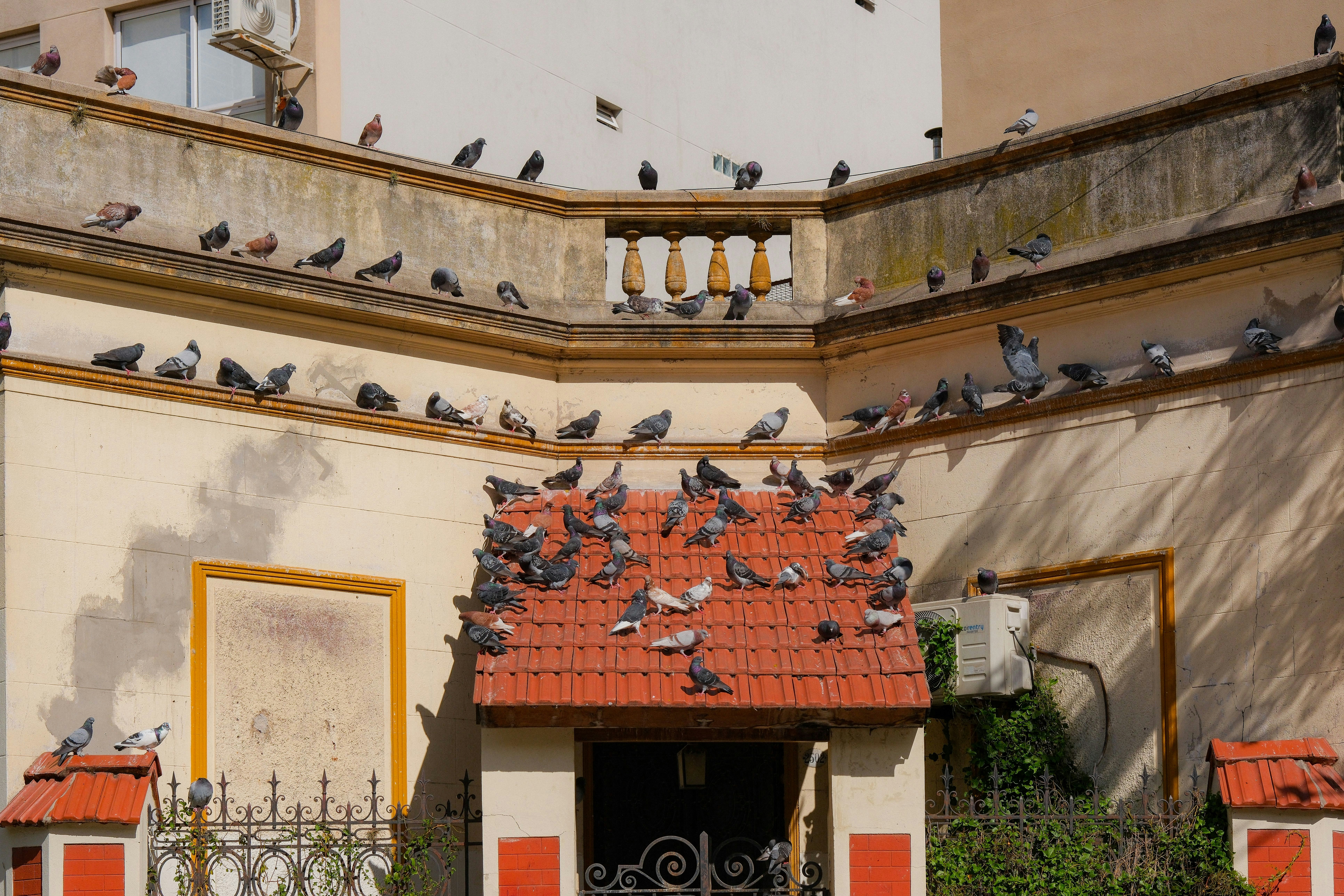 Doves on a sunlit courtyard ledge with a tiled gateway