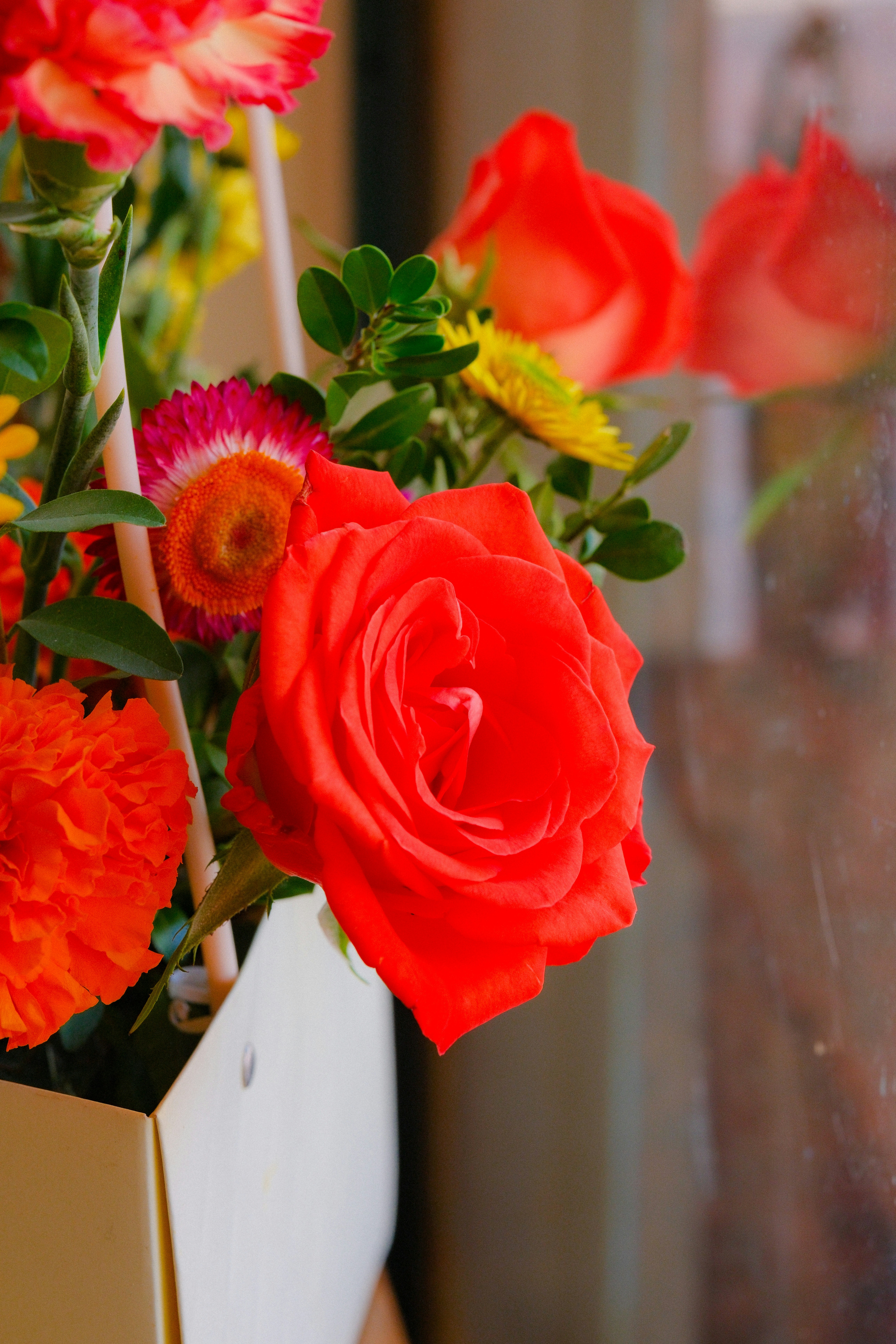 Crimson Rose in Morning Window Light