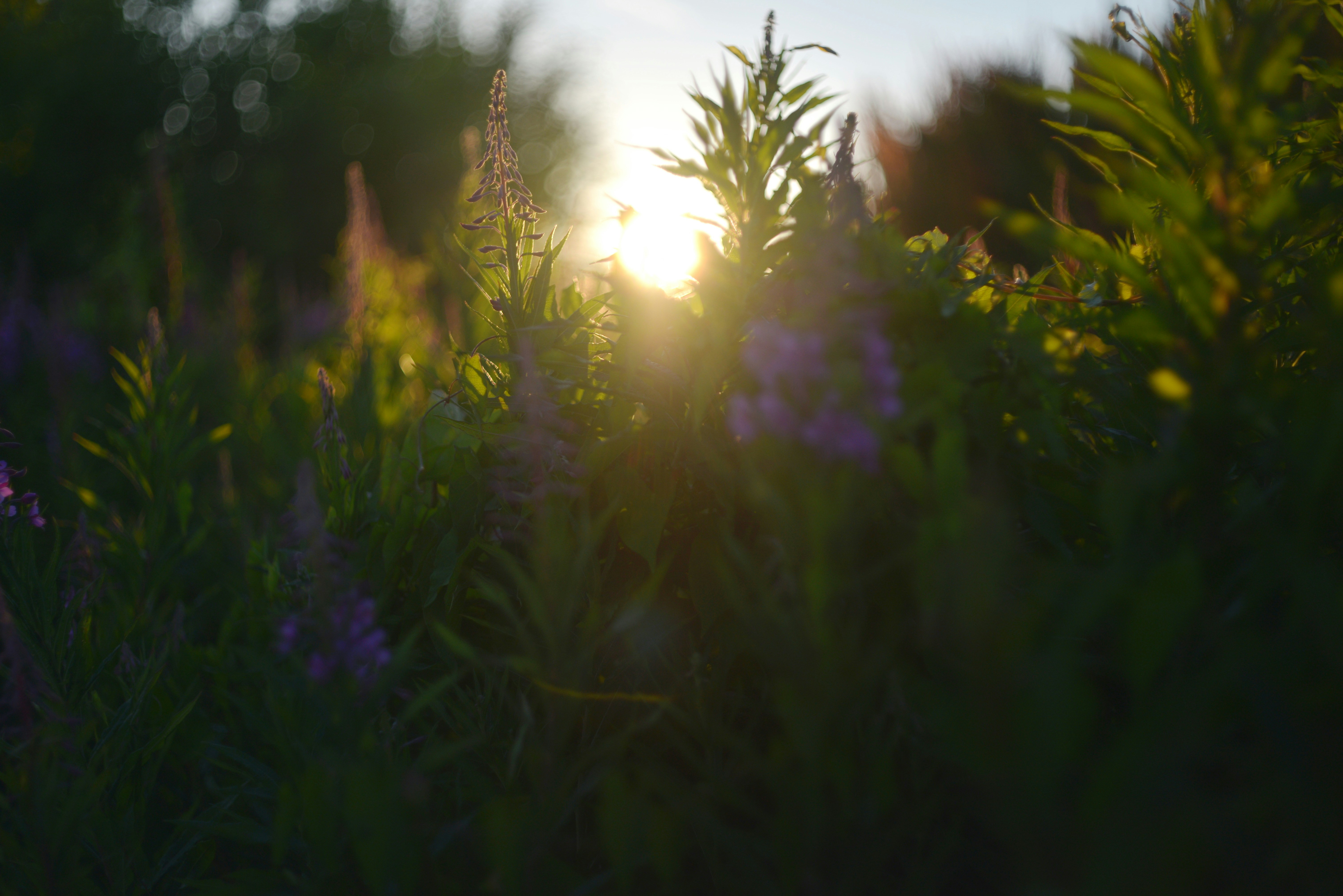Sunlit Purple Haze Among Tall Blooms