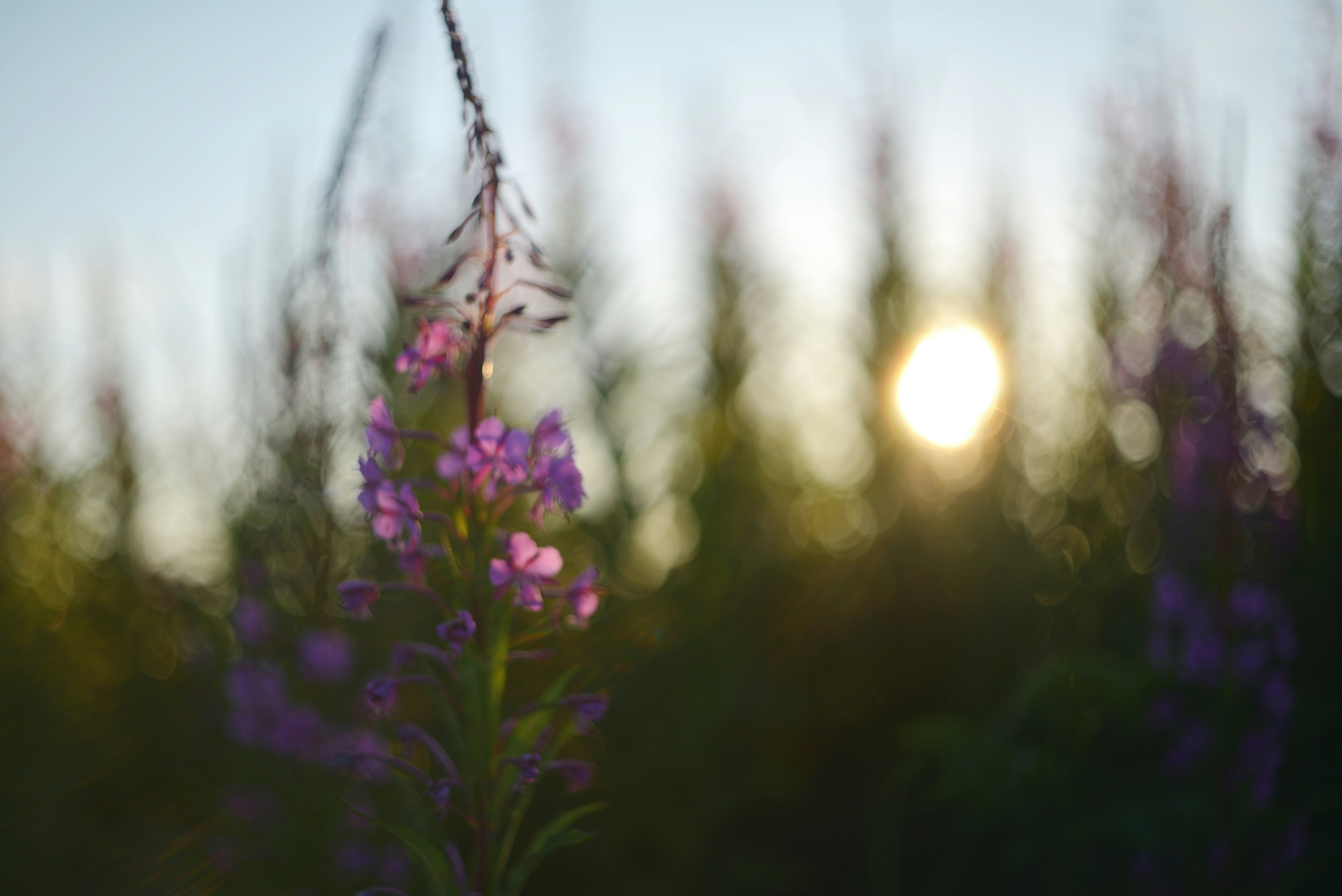 Sunlit Wildflowers at Corner of the Field