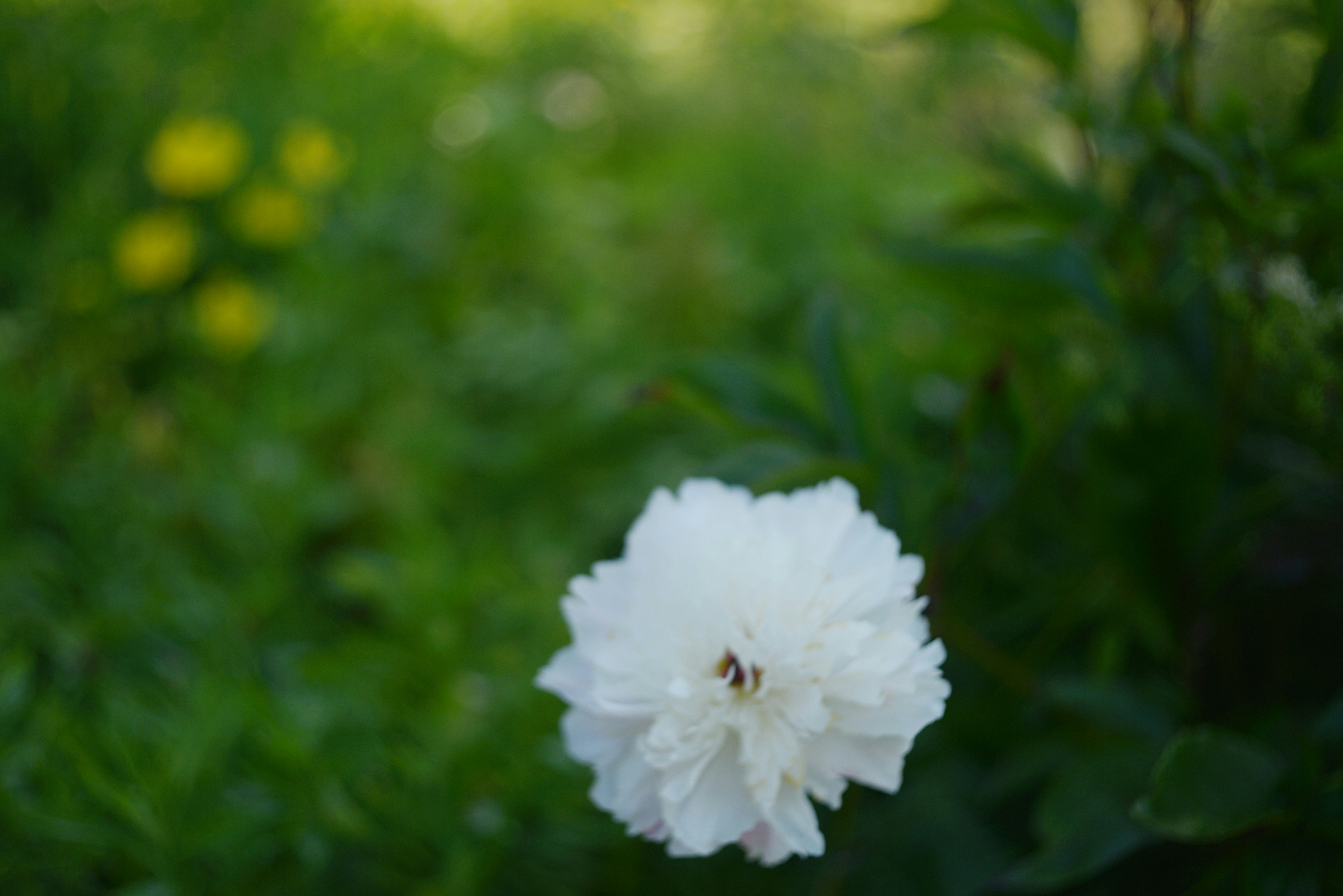 Quiet White Blossom in a Green Backdrop