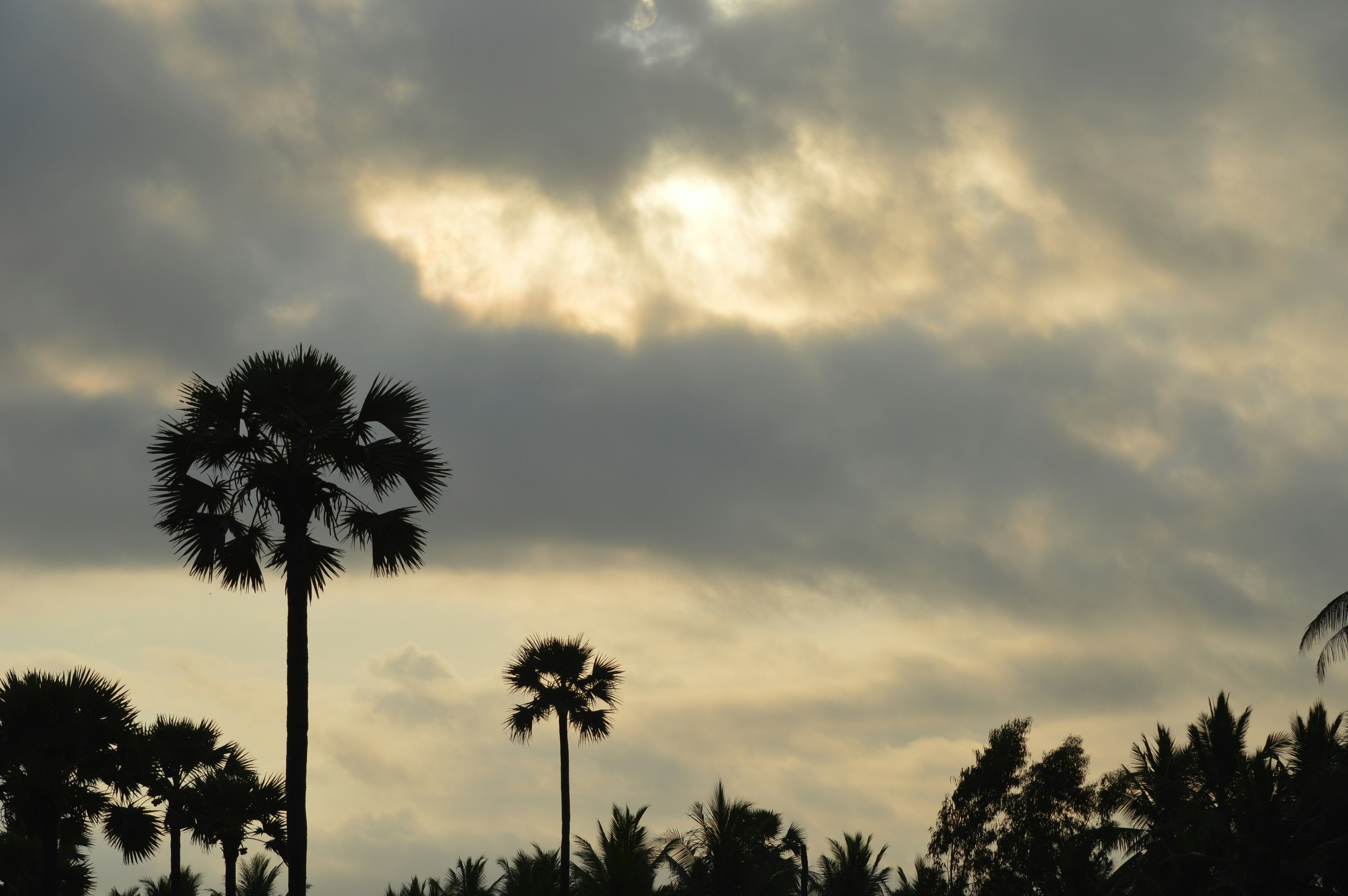 Silhouette Symphony: Palm Trees Against a Dusk-Soft Sky