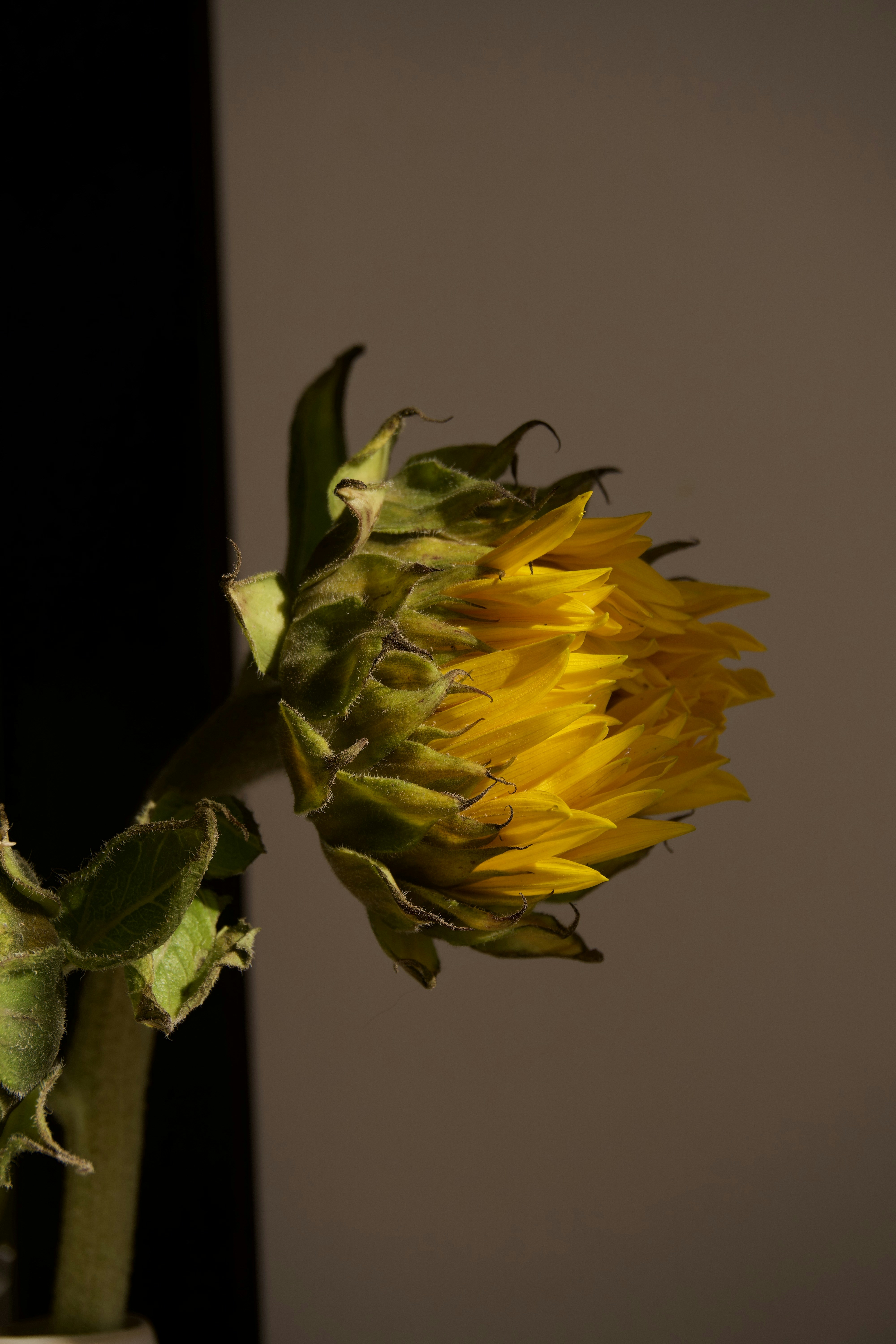 Sunflower Crowned in Shadow: A Side View of Quiet Resilience