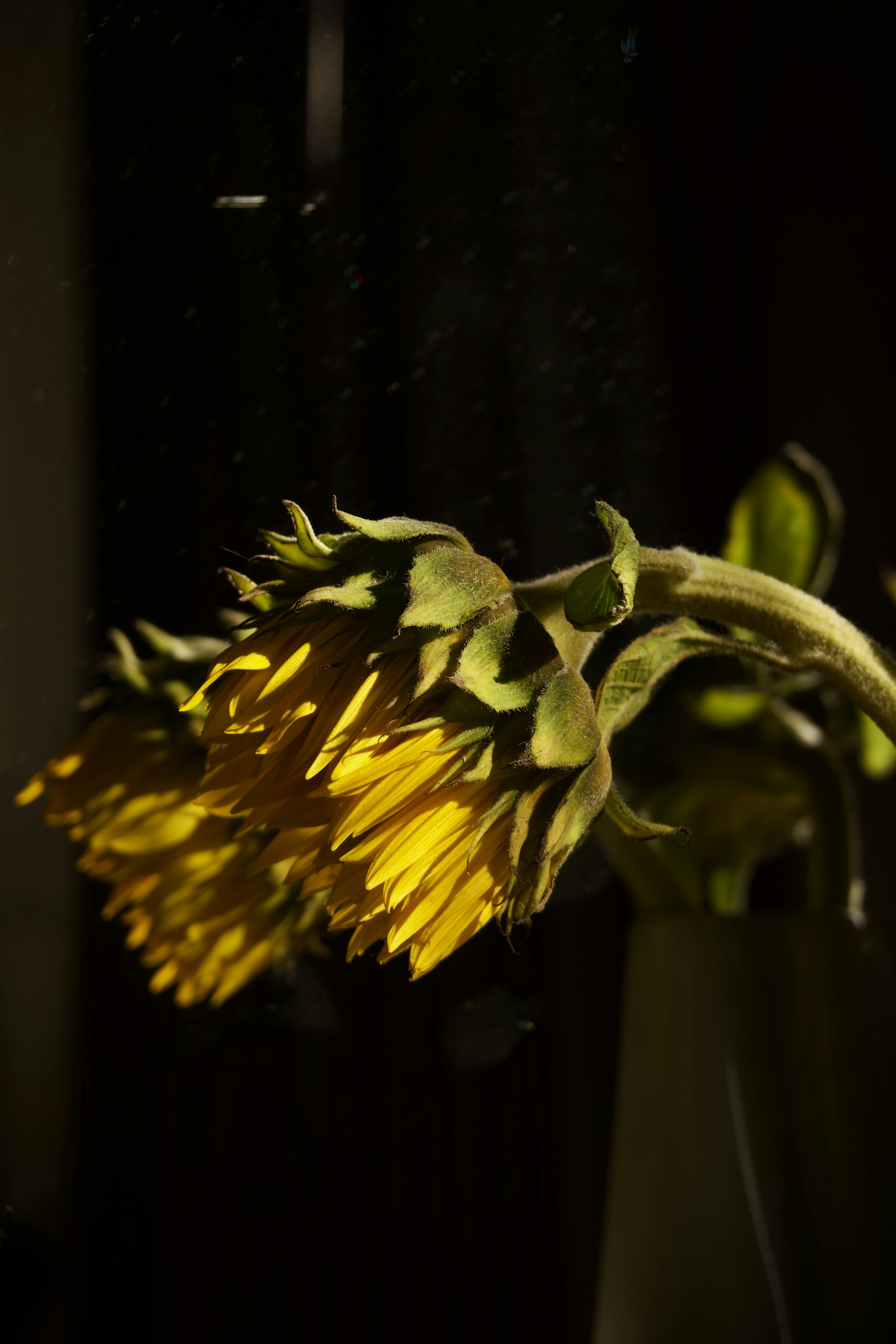 Golden Petal Bow: A Sunflower Dangled in Dark Light