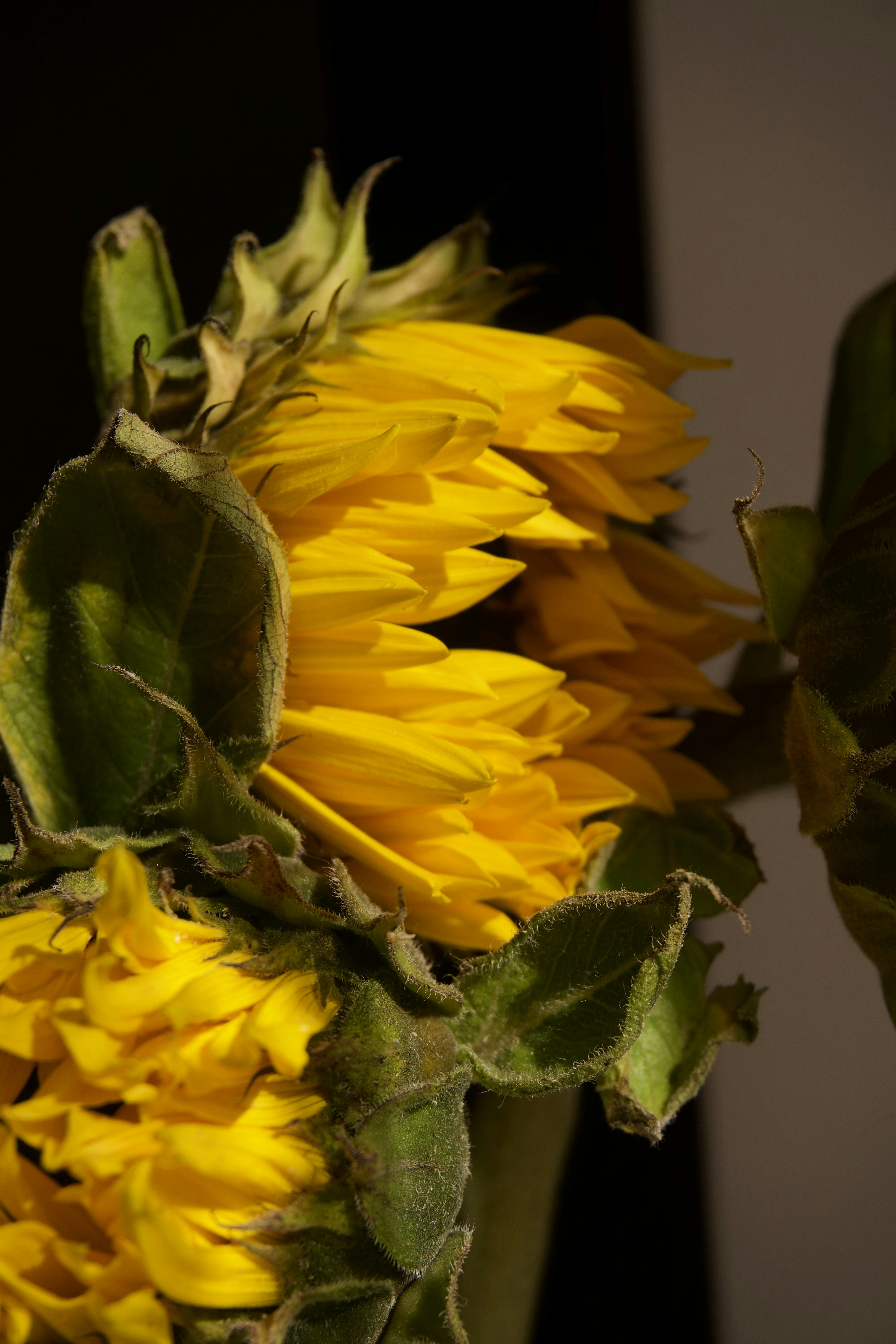 Golden Sunflowers in Close-Up Half-Light