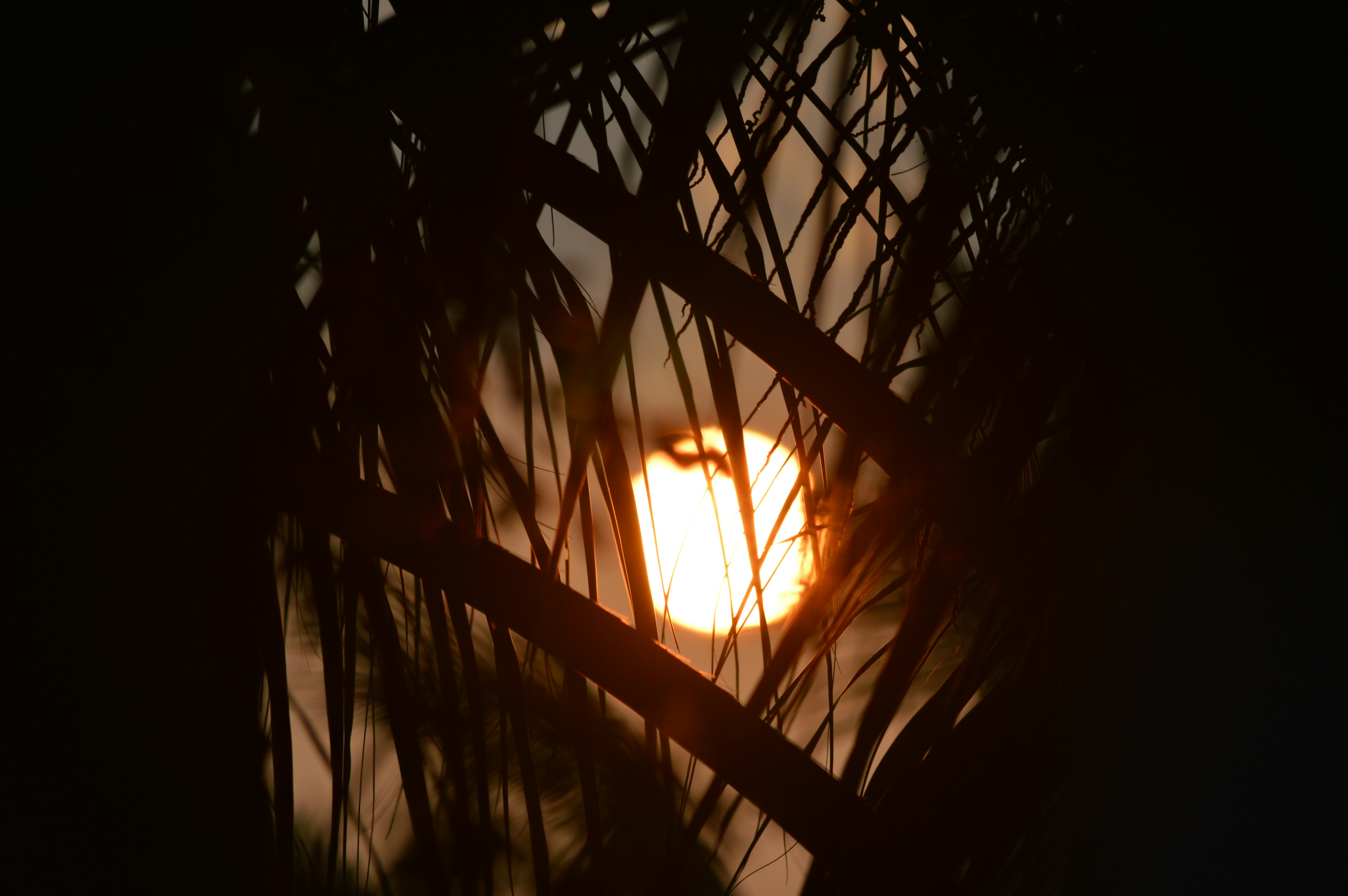 Sunlit Glass through Fragile Fronds