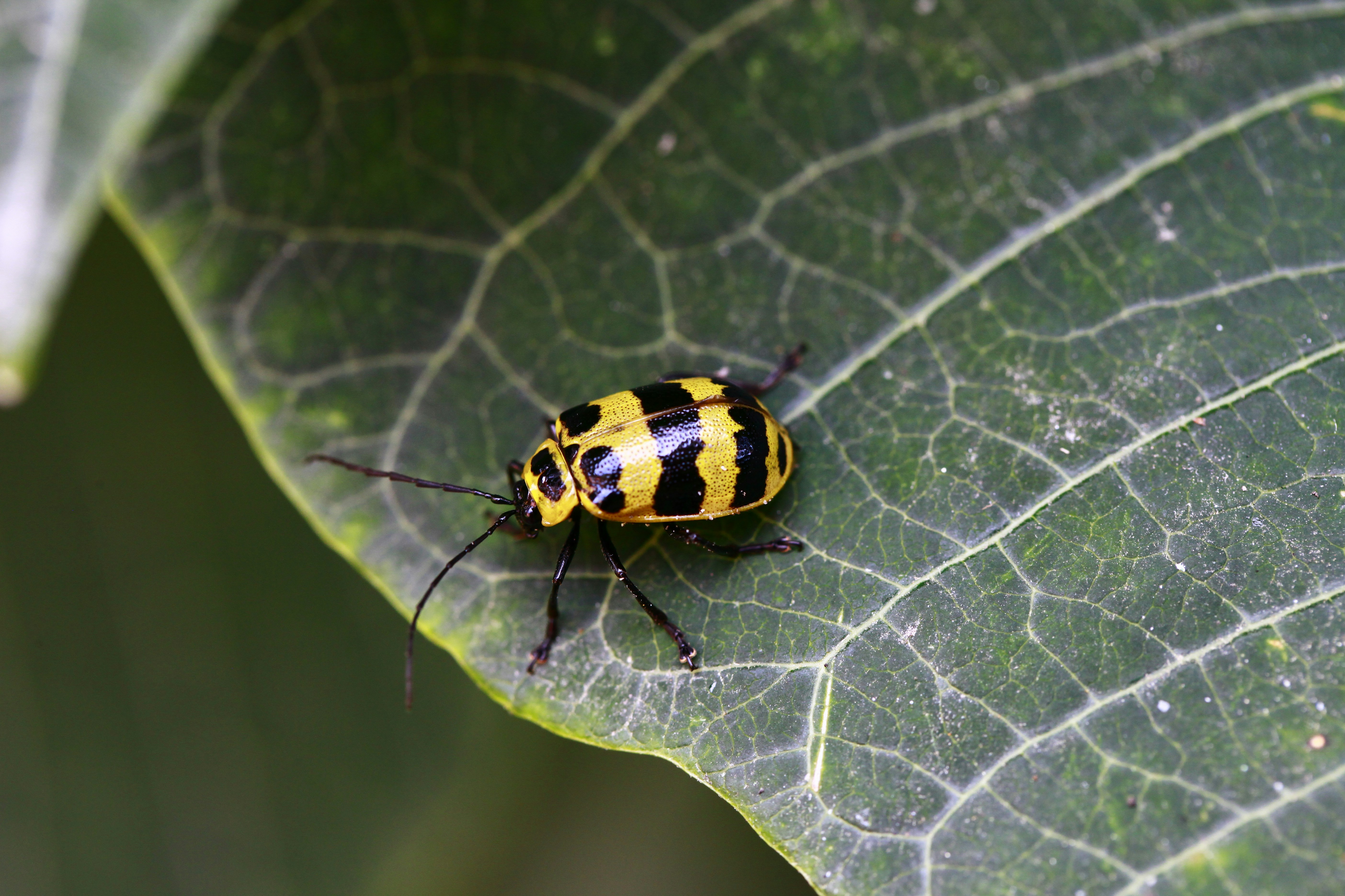 Stripes on a Leaf: A Yellow-Black Beetle on Green Veins