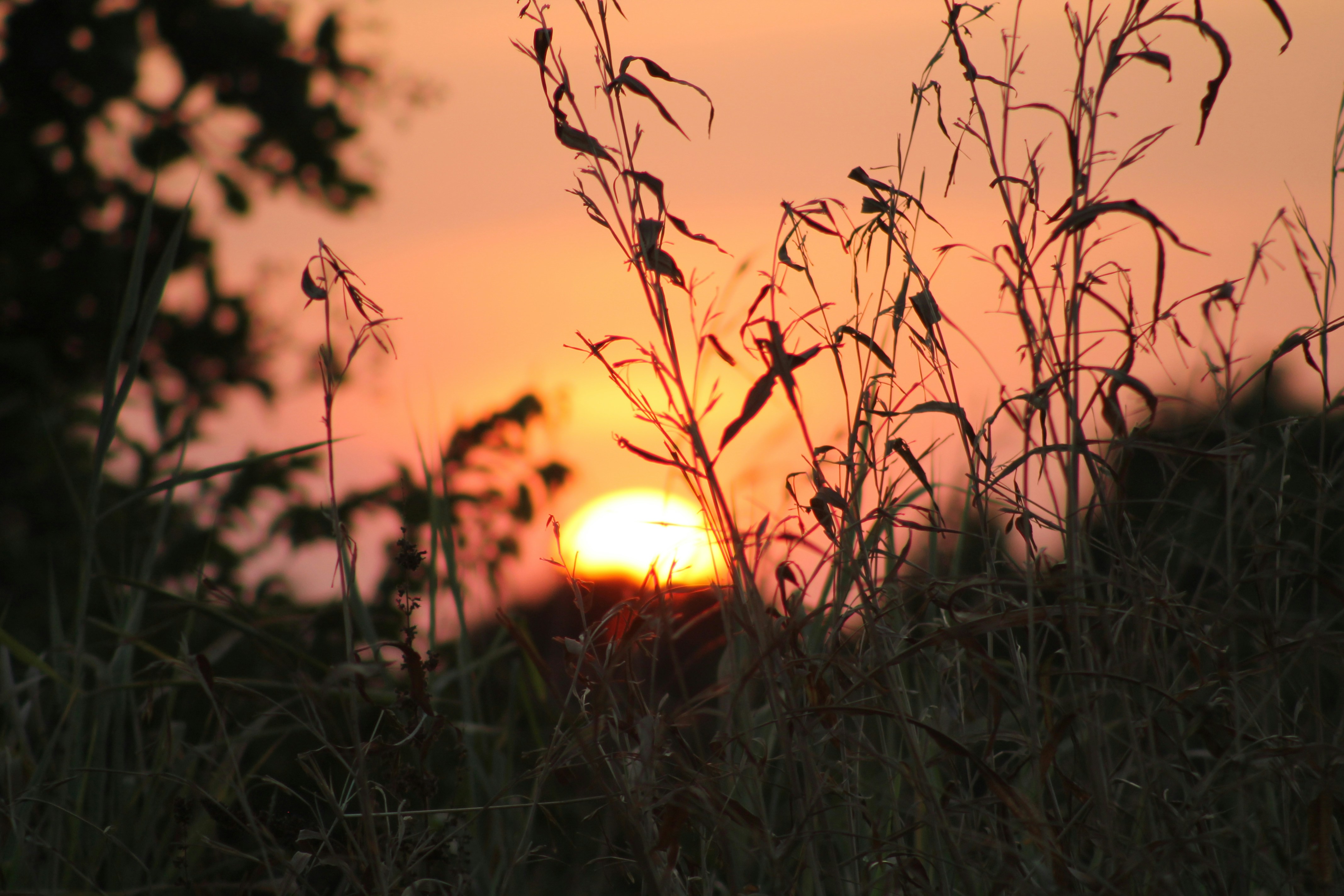 Sunlit Grass Keeps Watch as the Sun Bows