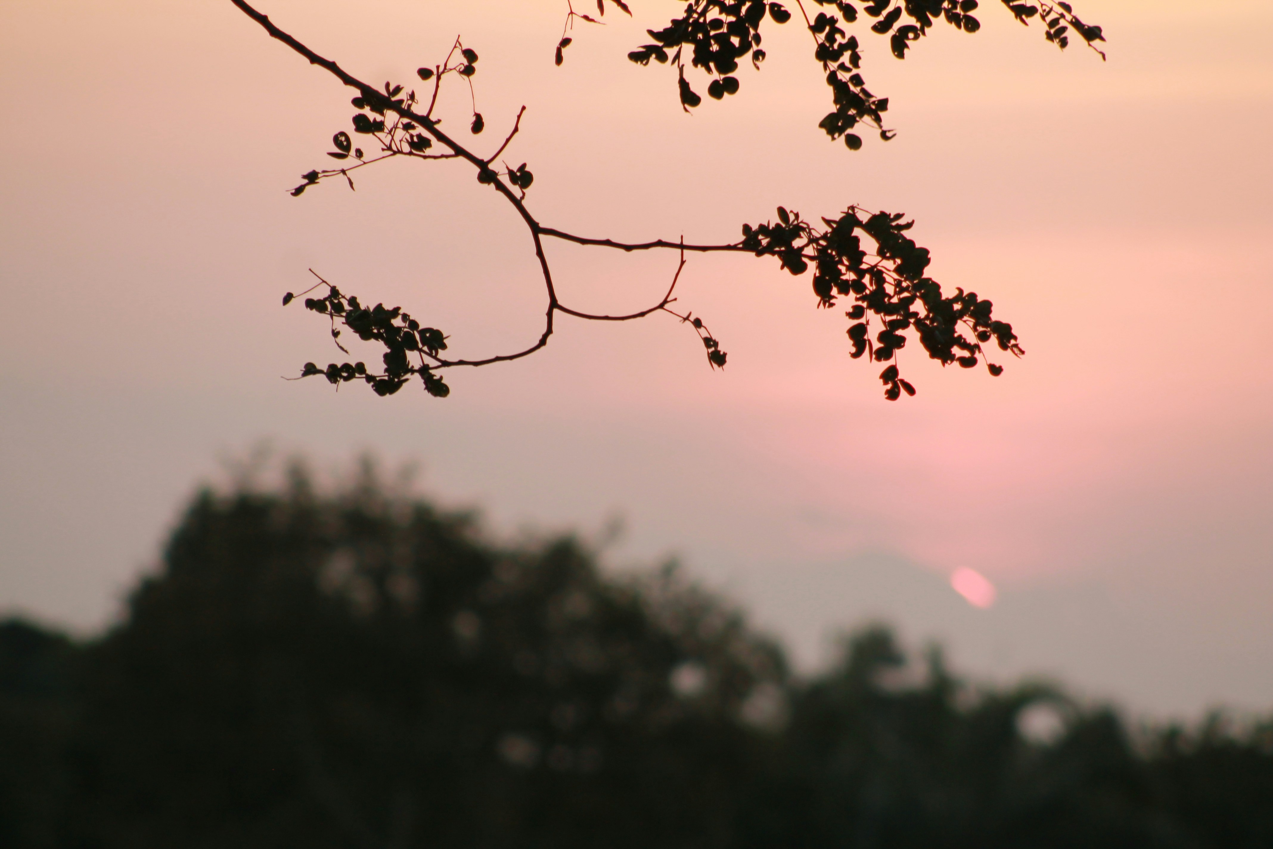 Sunset Branches: Delicate Silhouettes with a Soft Horizon
