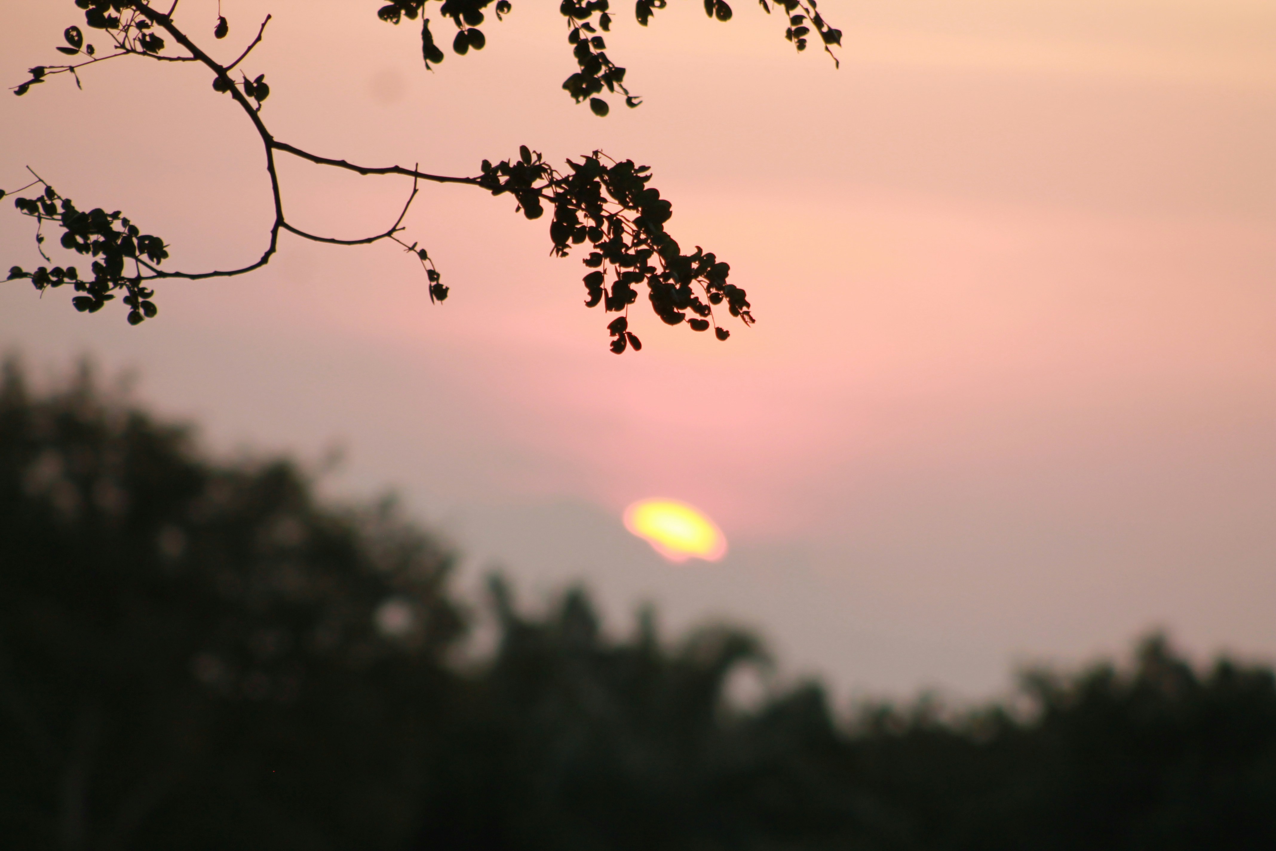 Sunset Veil Through a Whispering Branch