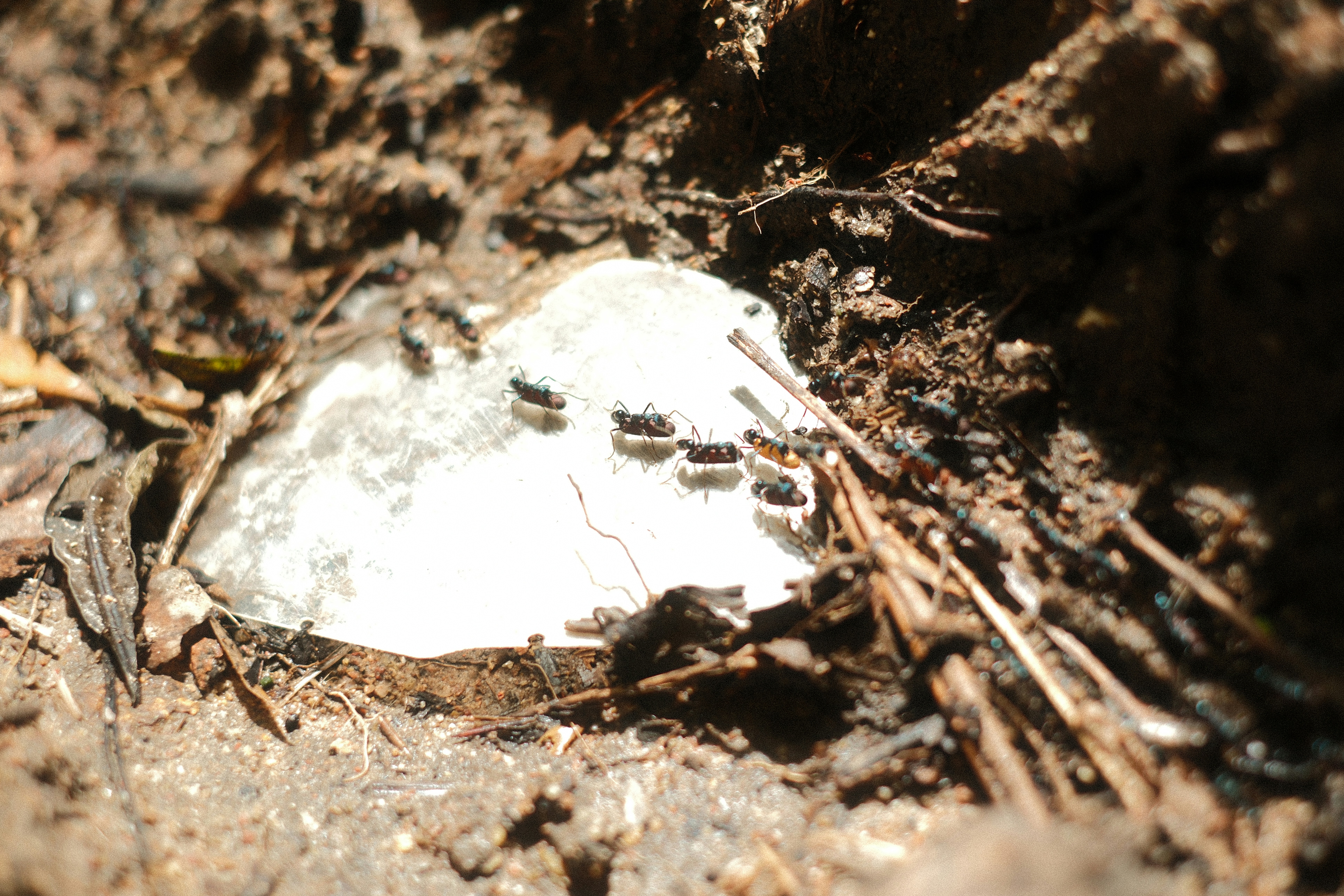 Ant Trail Across a White Pebble in a Dirt Nest