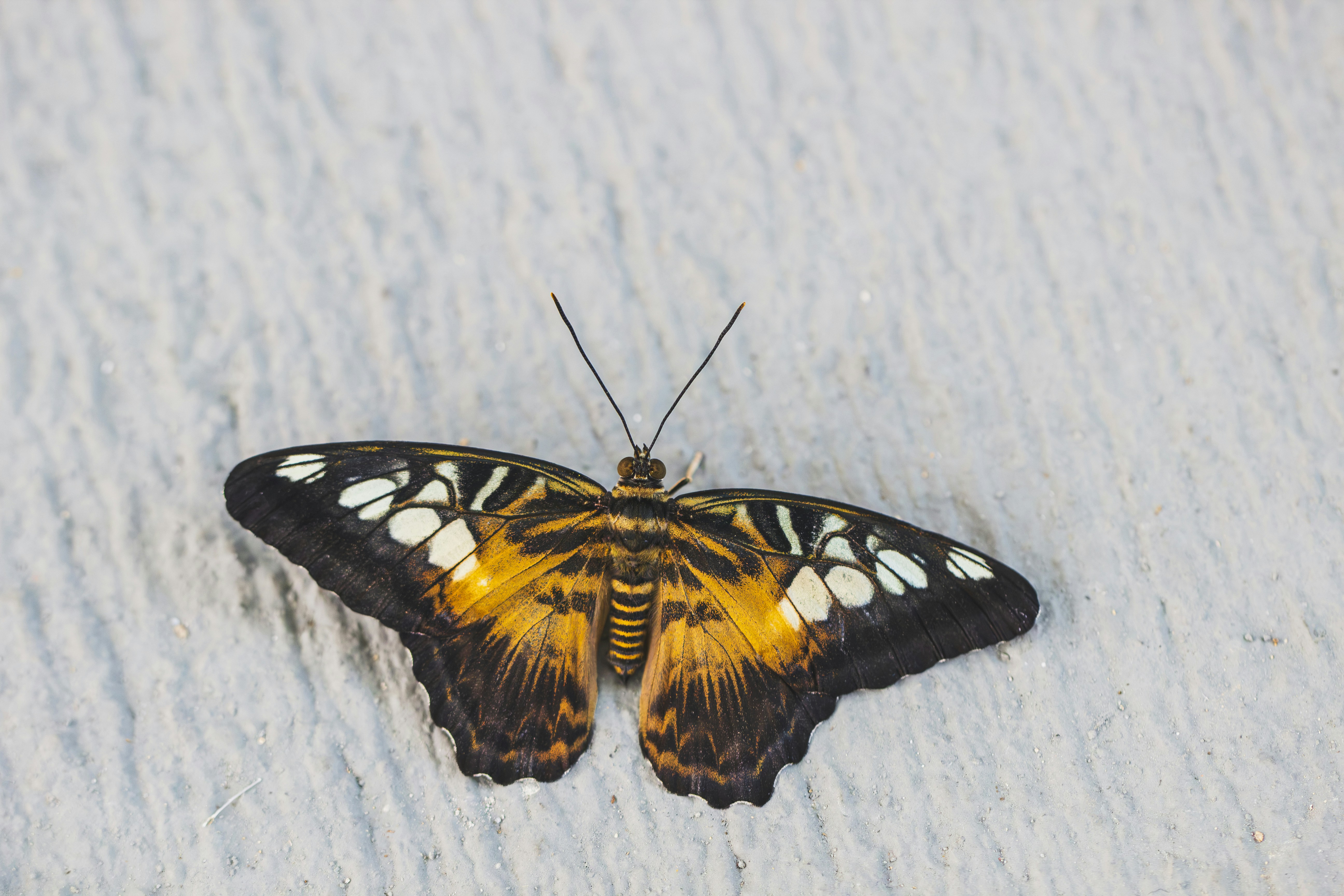 Vibrant Painted Wings Rest on a Pale Surface