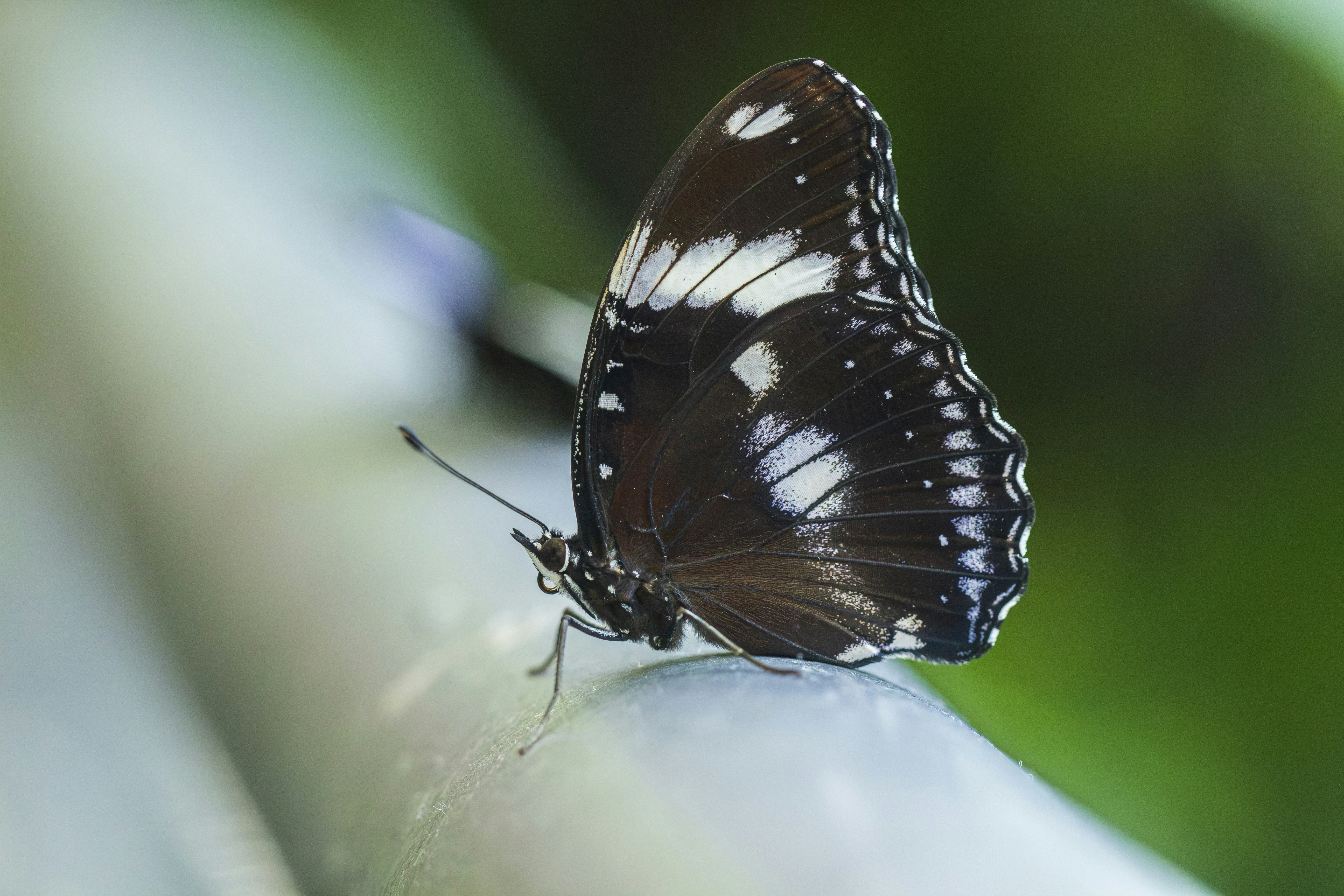 Winged Encounter: Black-and-White Butterfly Resting on a Soft Surface