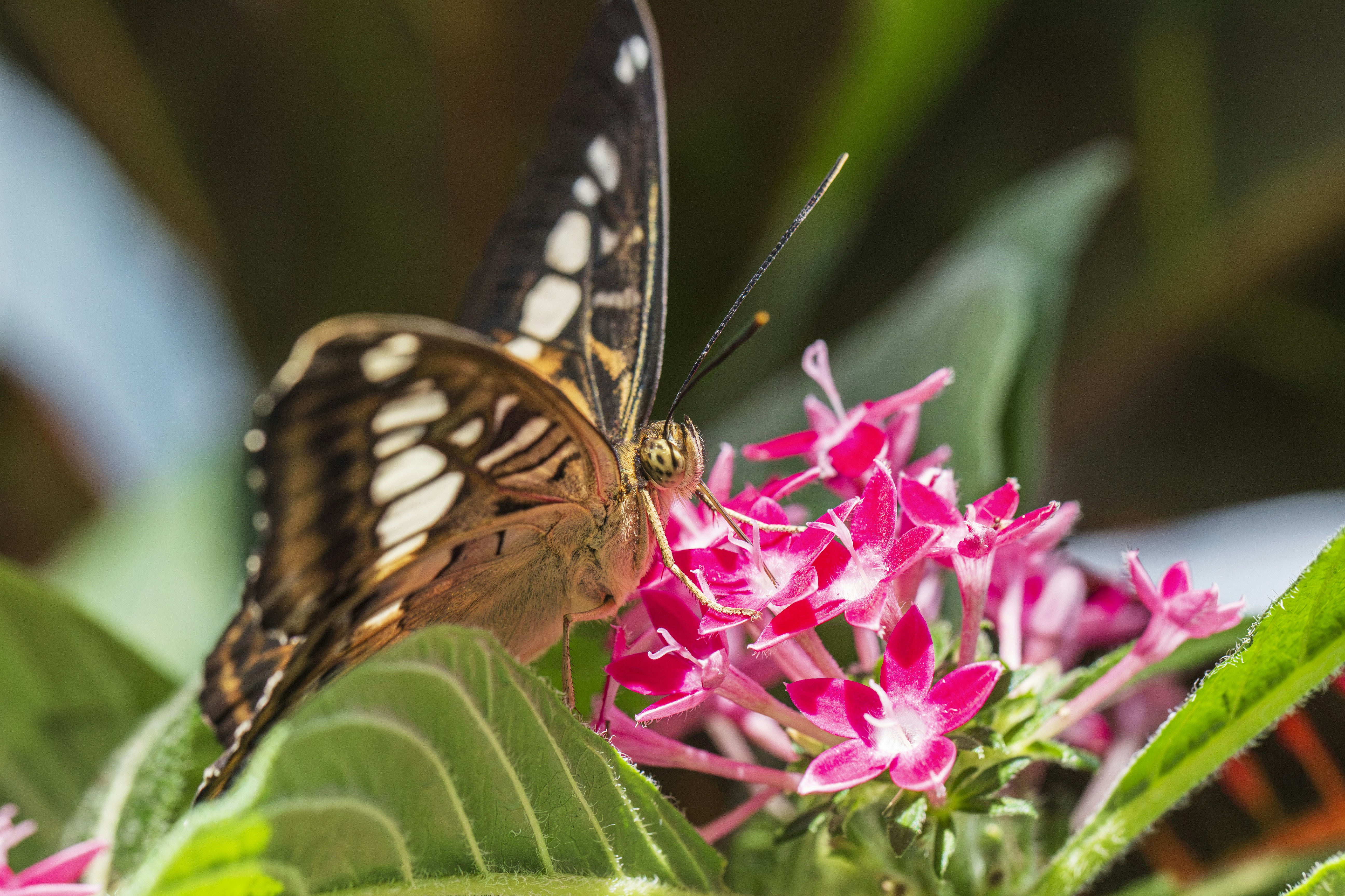 Butterfly on Pink Blooms: A Close-Up Moment in Sunlit Garden