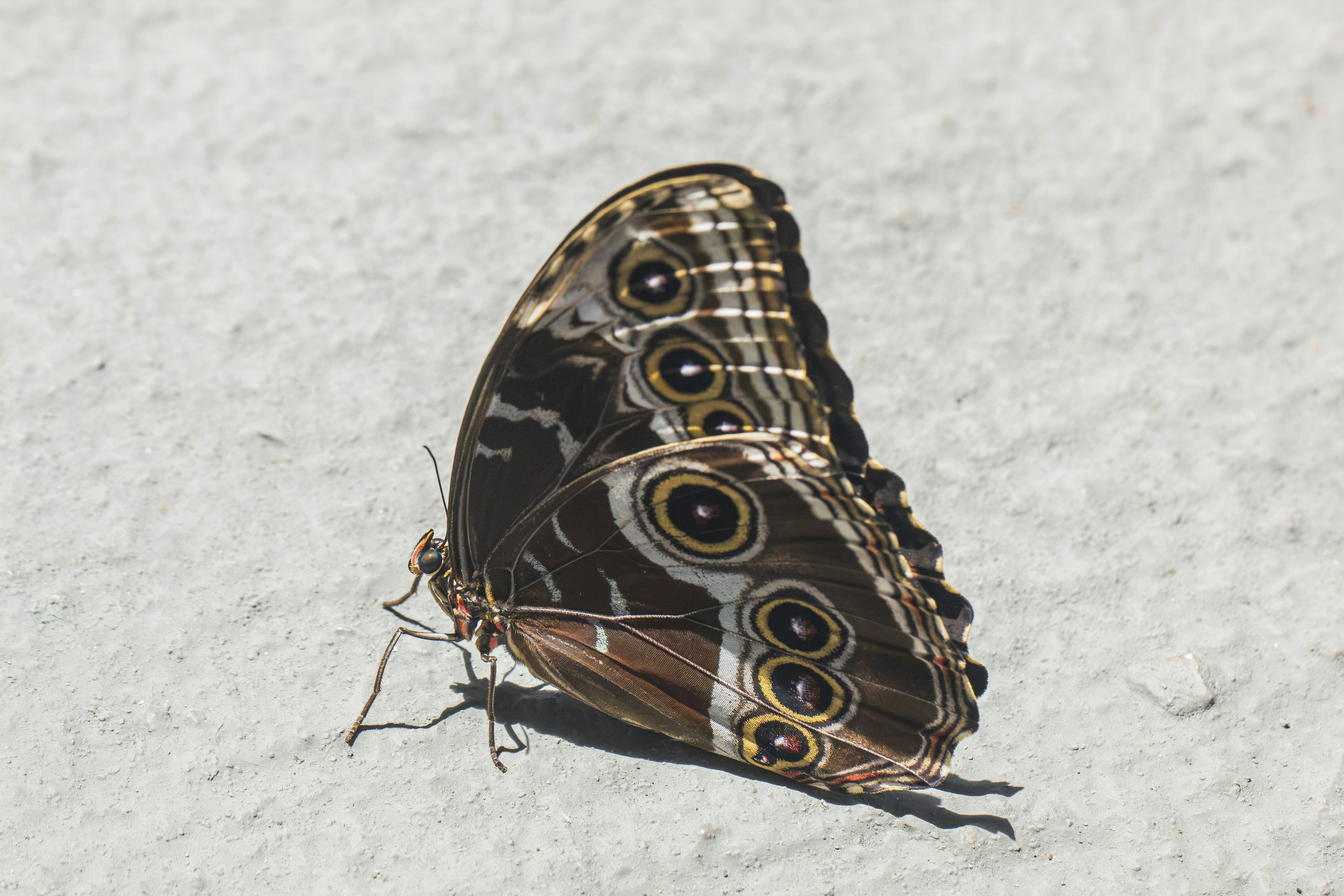 Winged Ledger: A Desert Butterfly Resting on Sunlit Sand