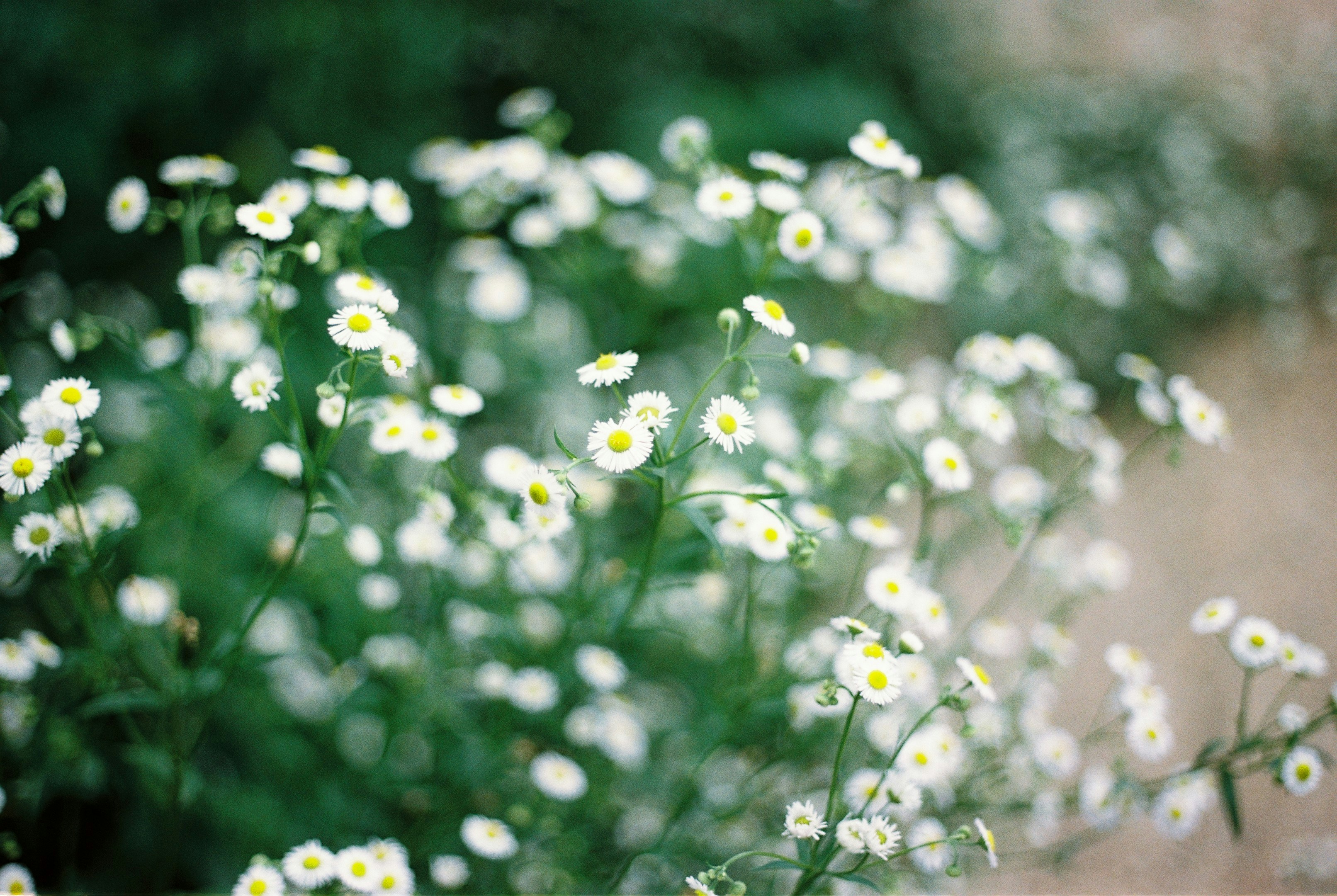 Daisy Field in Gentle Blur
