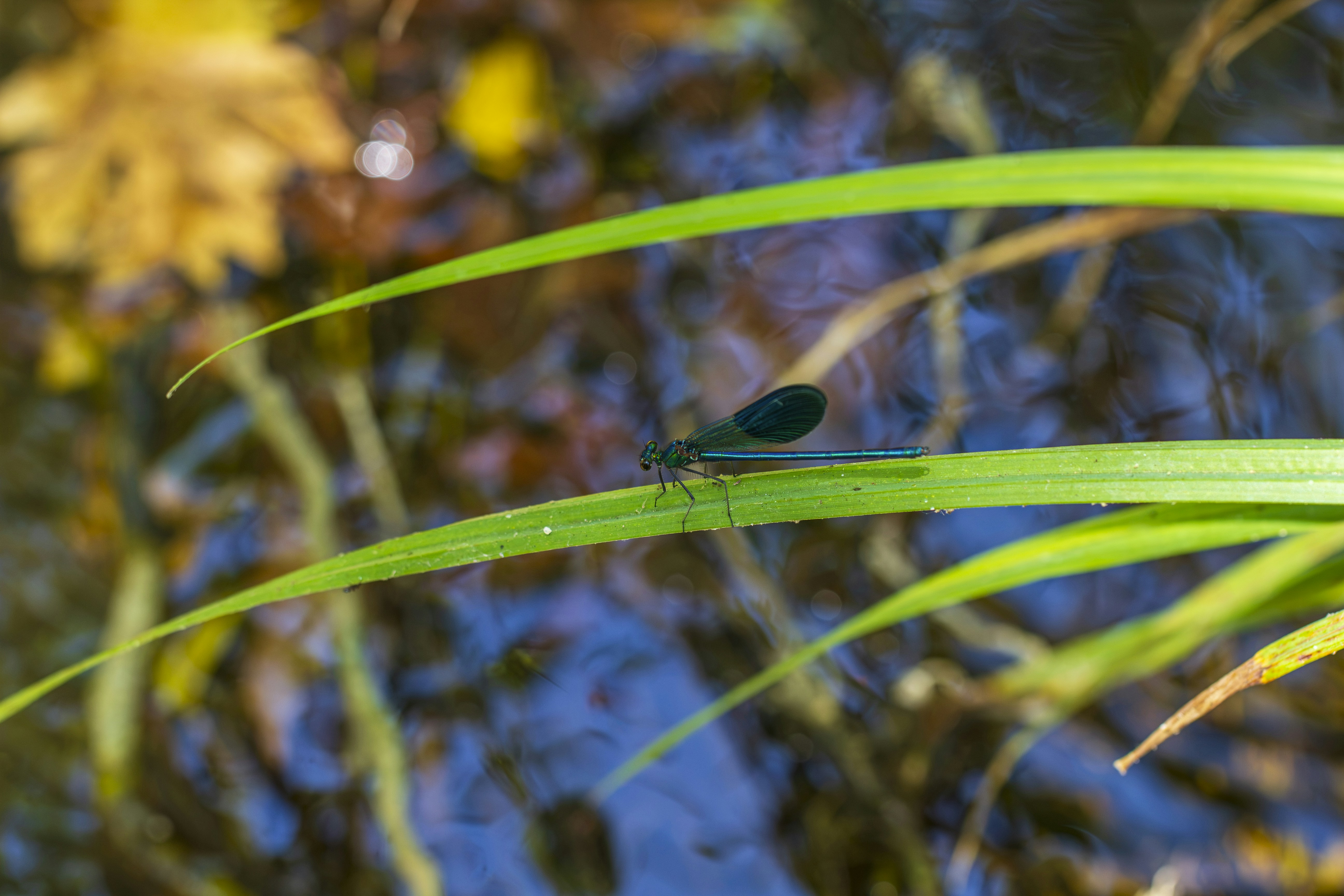 A Dragonfly Serenade Across a Reflective Stream