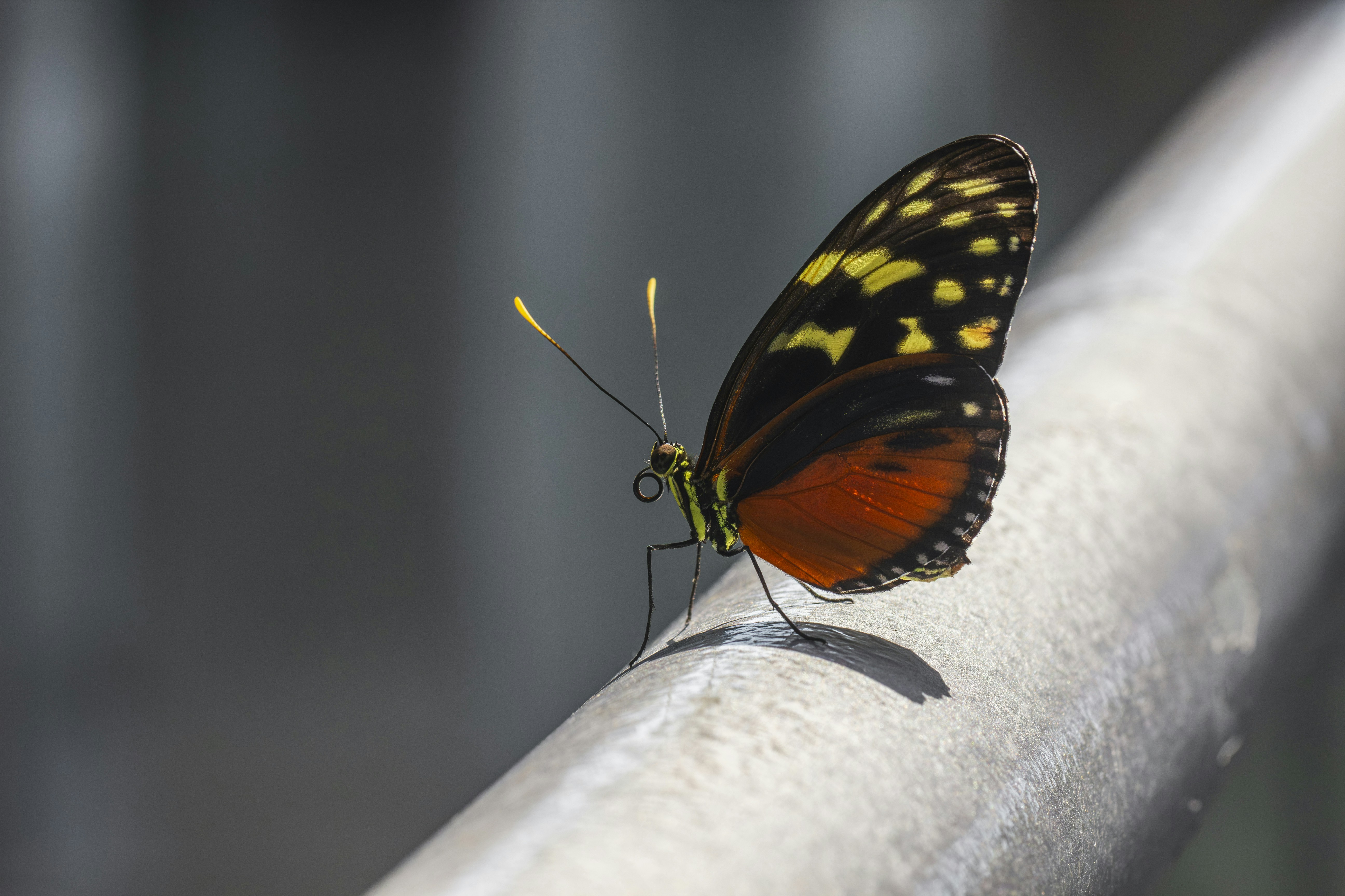 Lip of a Wing: A Butterfly Balancing on a Rail