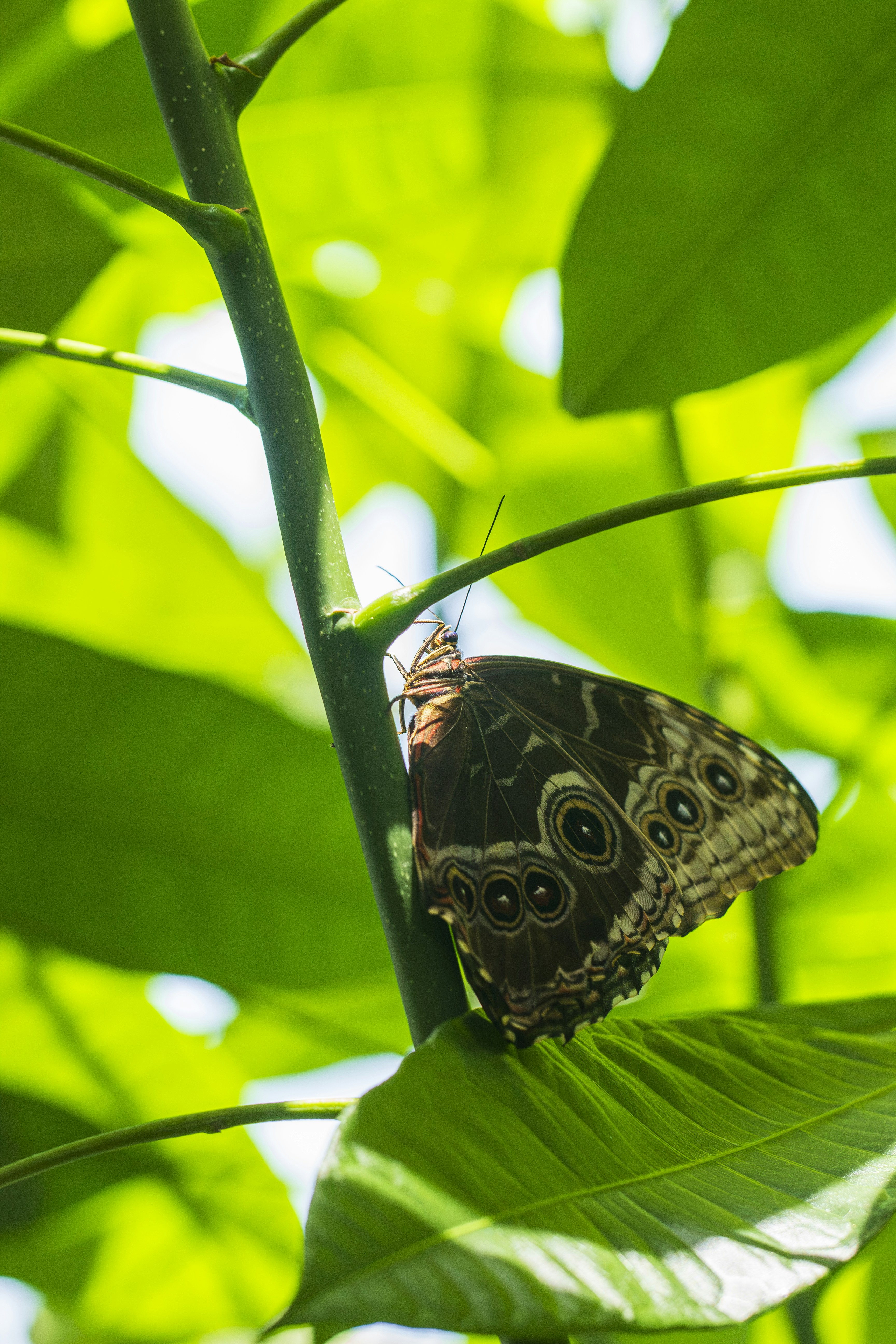 Winged Camouflage: A Pearl Eye Butterfly at the Leaf Edge