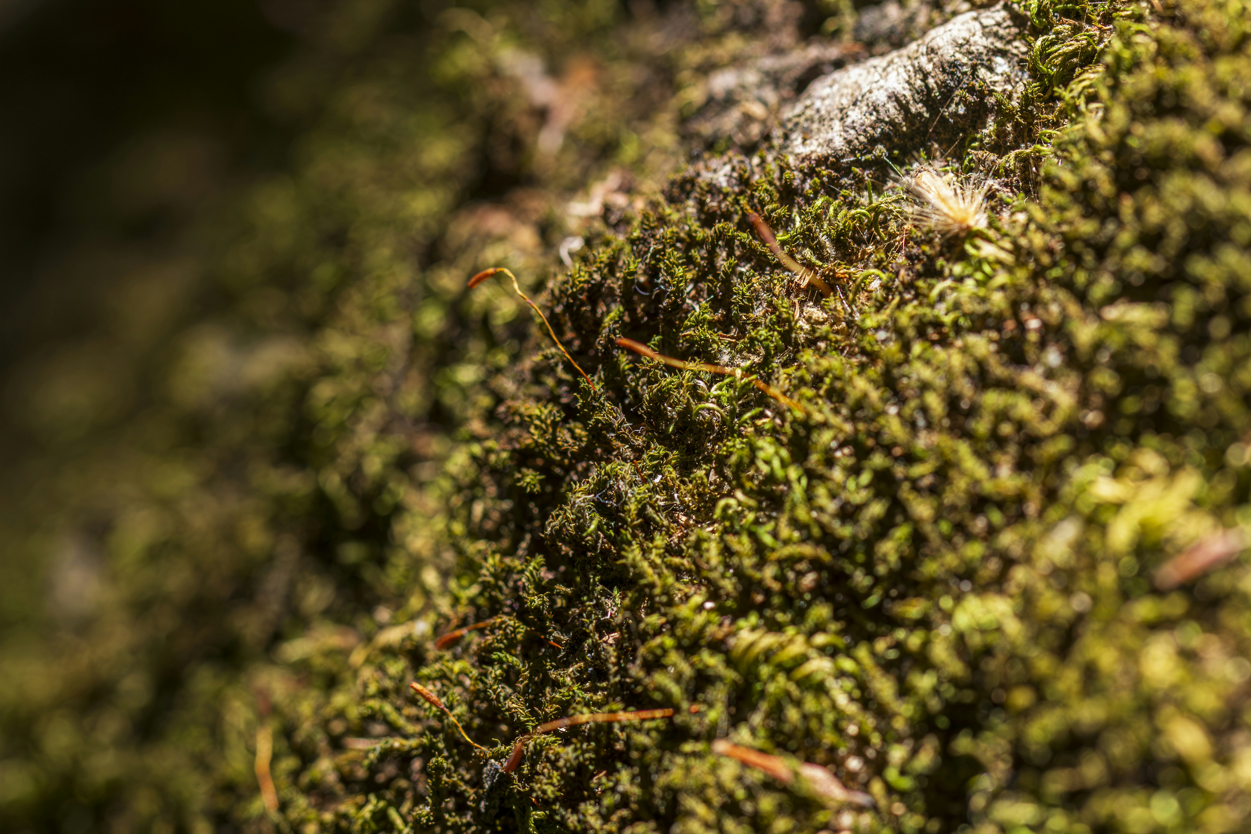 Mossy Texture: Close‑Up on a Forest Floor Microlandscape