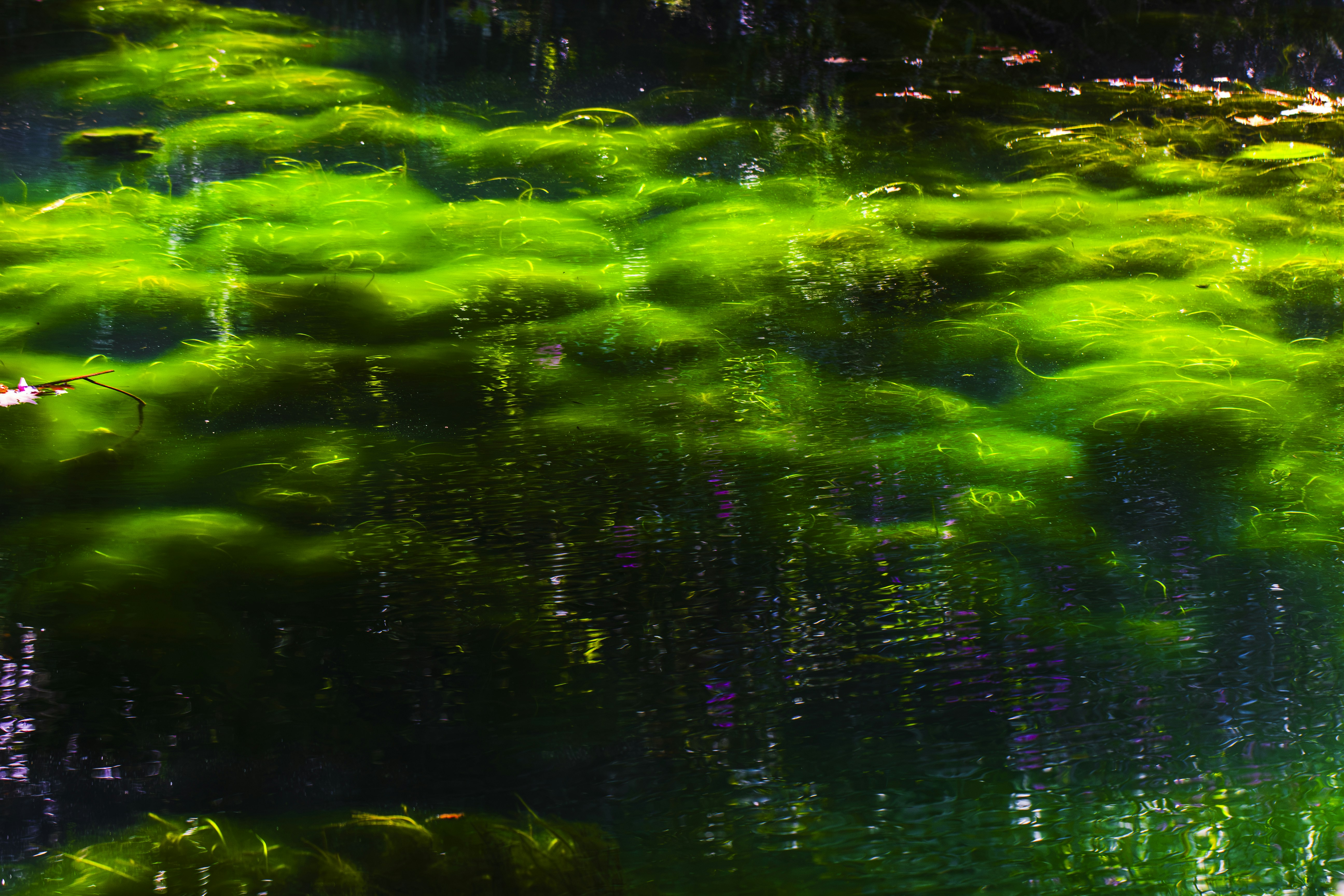 Emerald Ripples: An Underwater Meadow of Light
