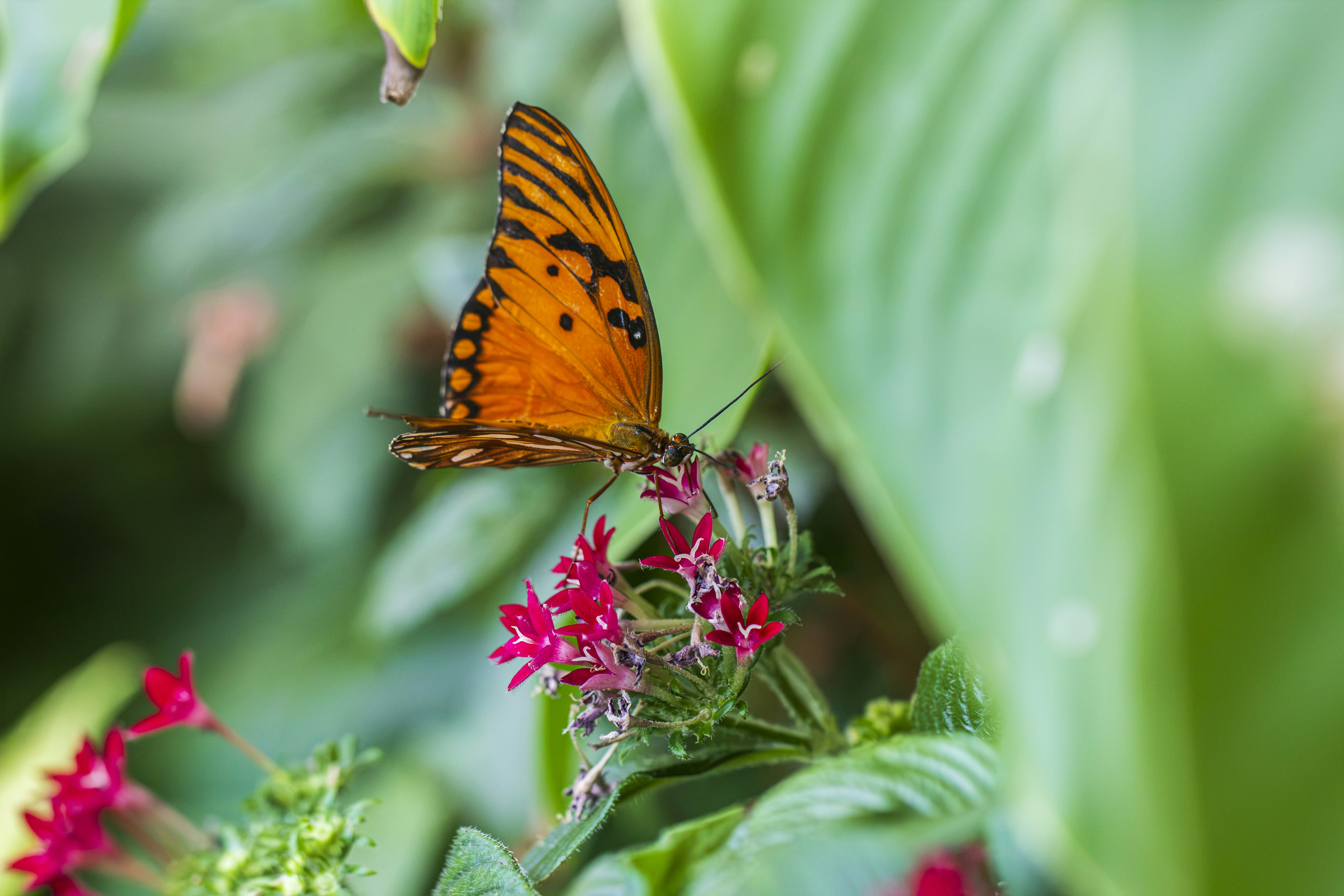 Orange butterfly on pink blossoms: a moment of delicate balance