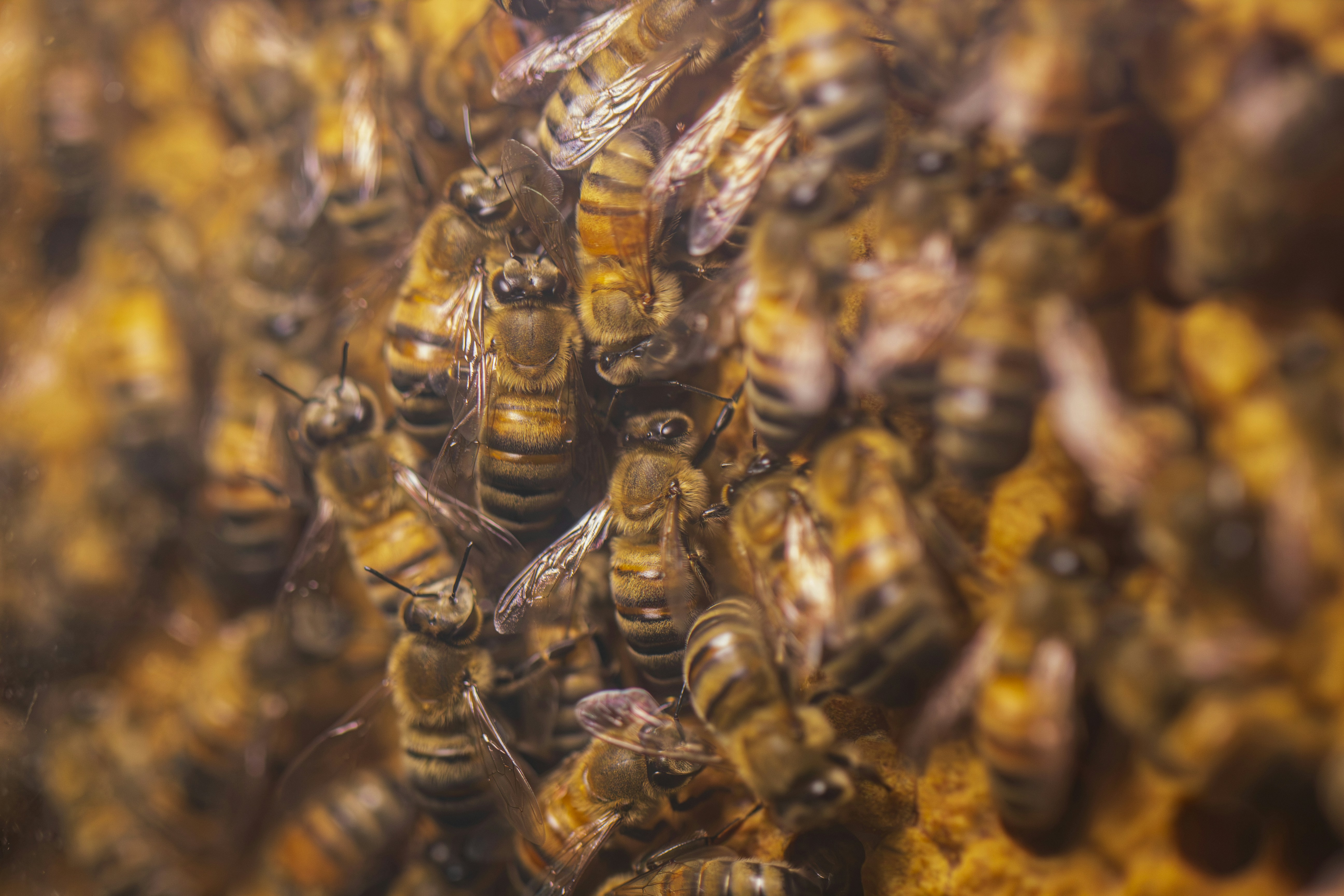 Busying in the Hive: Close-Quarters Celebration of Busy Bees