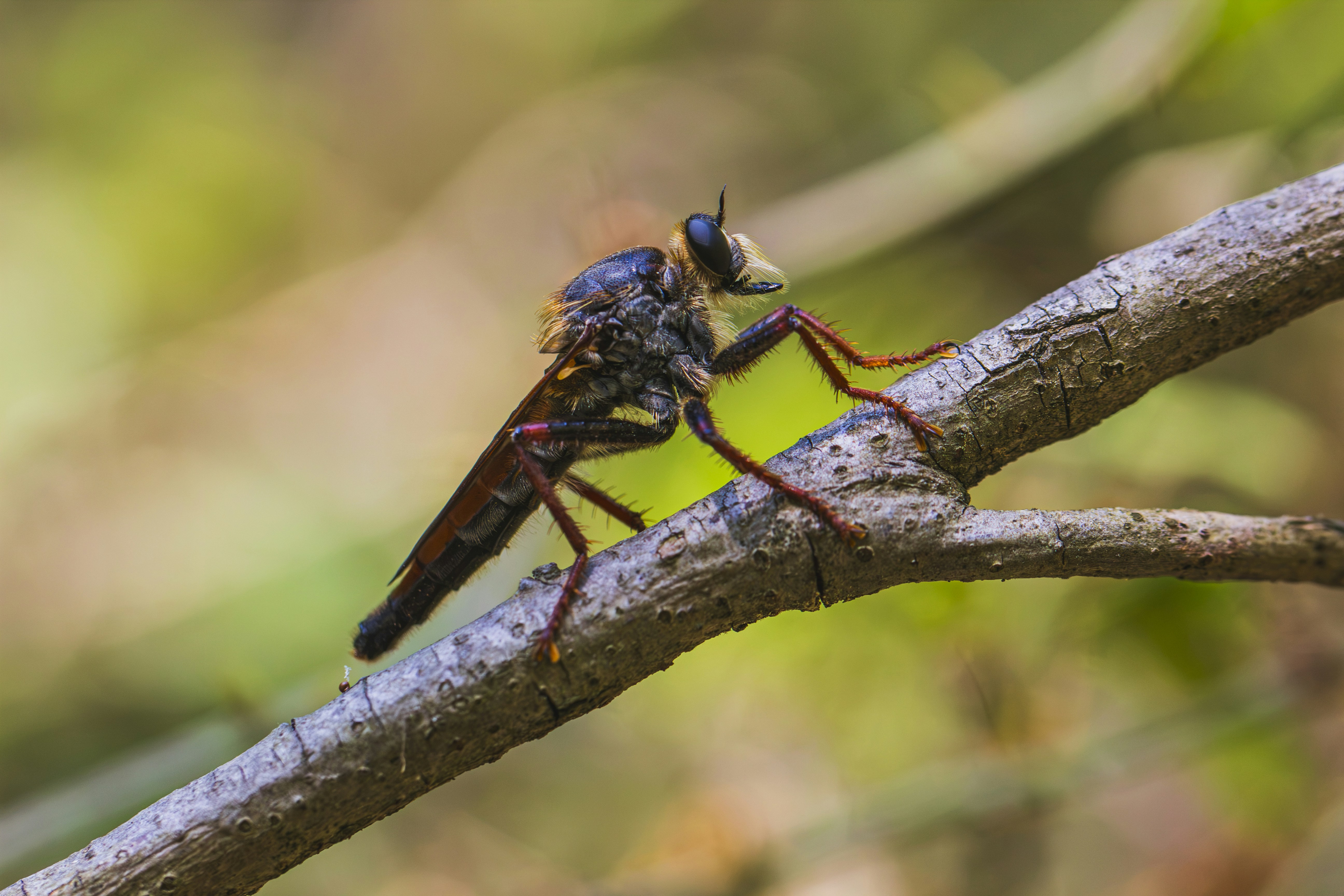 Majestic Dragonfly on a Weathered Branch