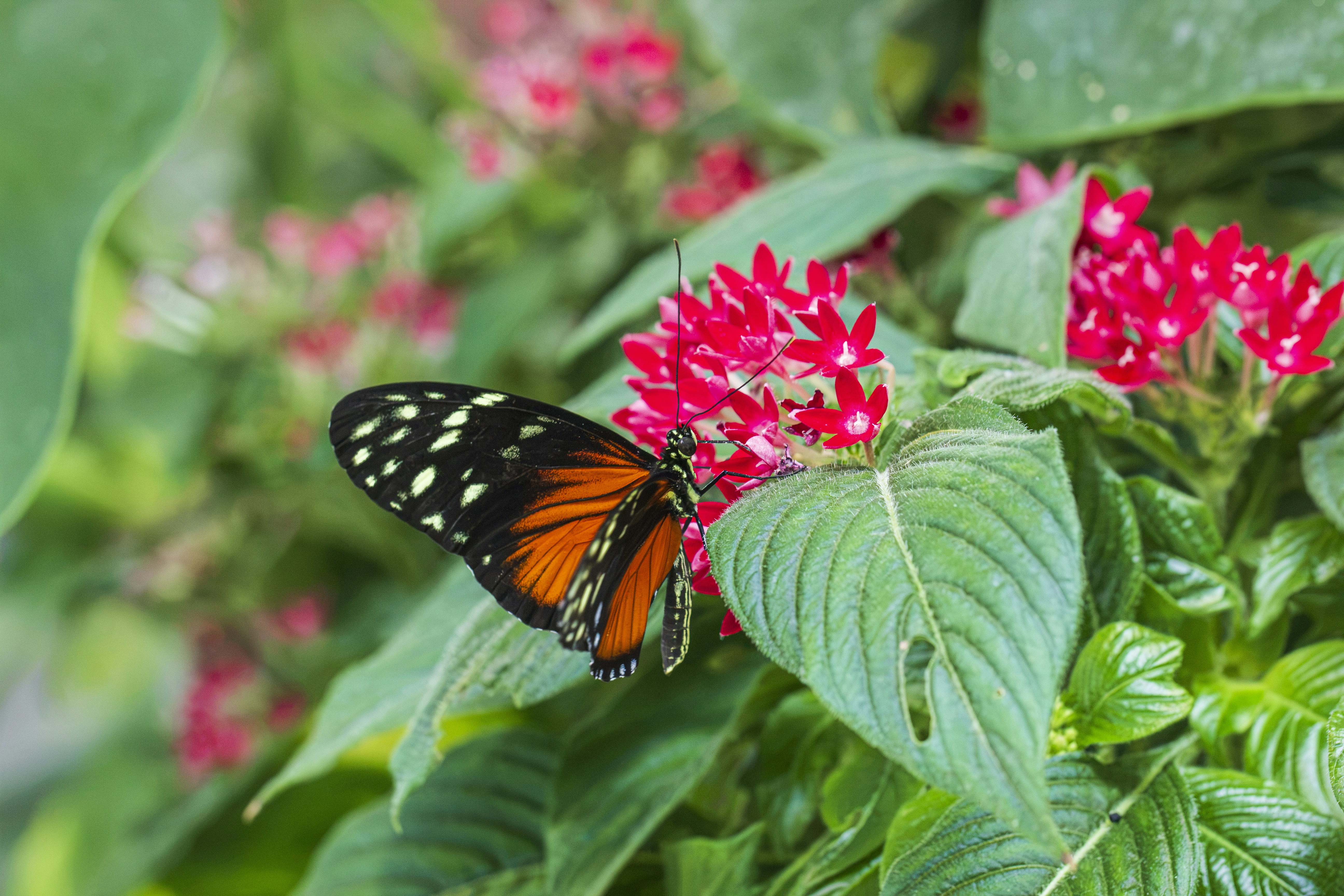 Contrast of Black-Orange Wings Against Coral Bloom