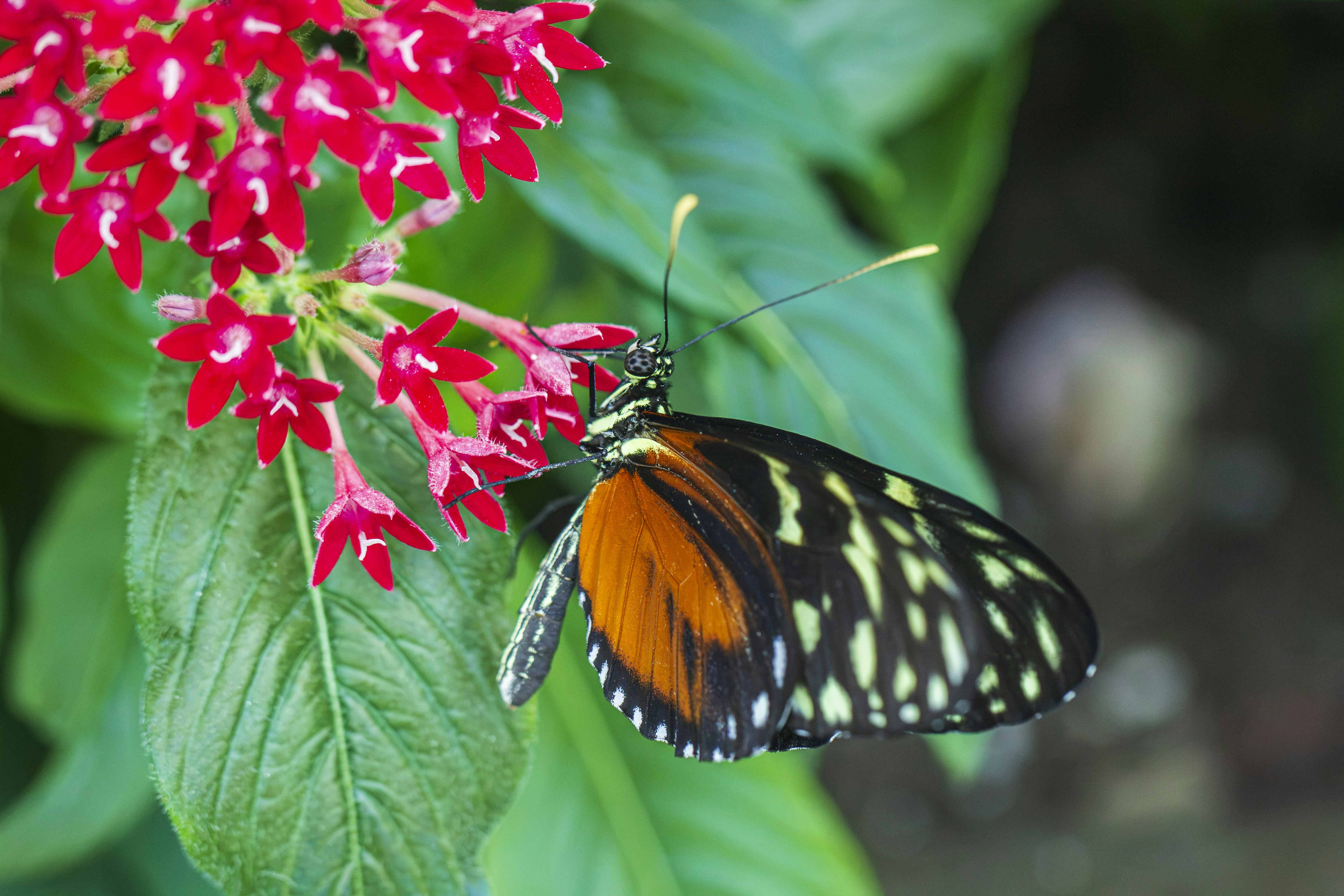 Flutter of Color: Monarch Bathed in Scarlet Blooms
