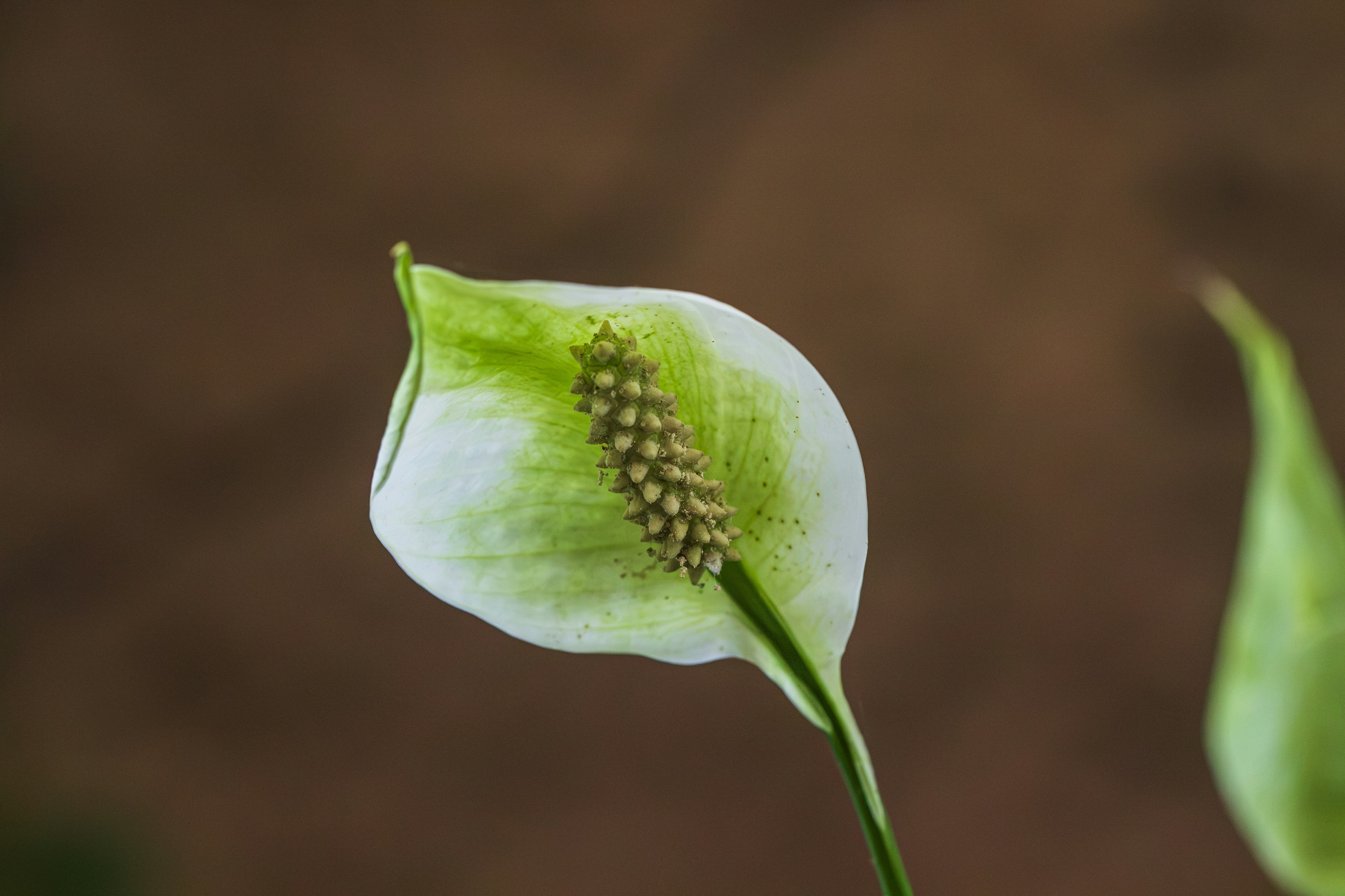 Green-tinged Spathe and Spadix: A lone Peace Lily in Focus
