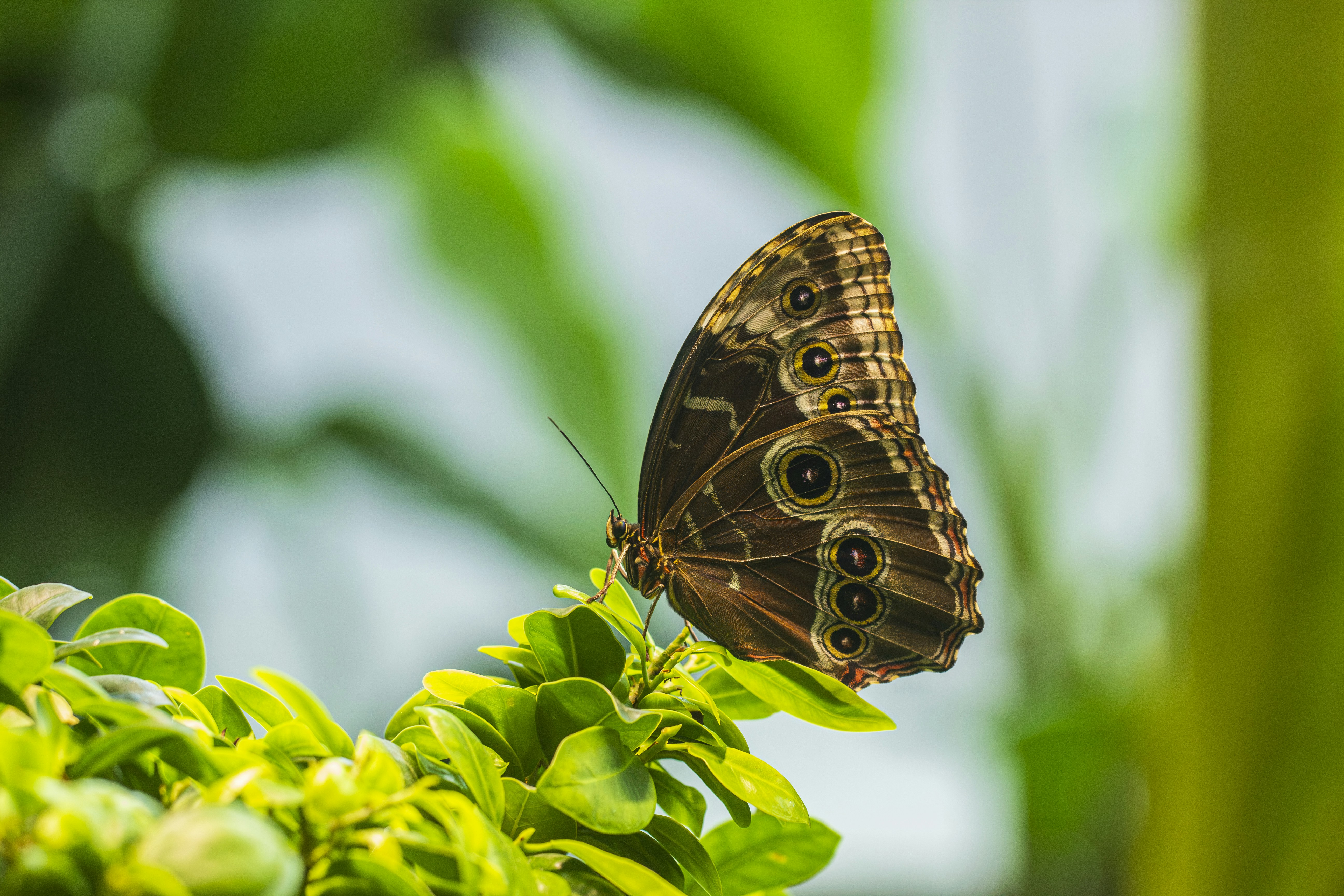 Verdant Perch: a butterfly resting on sunlit foliage